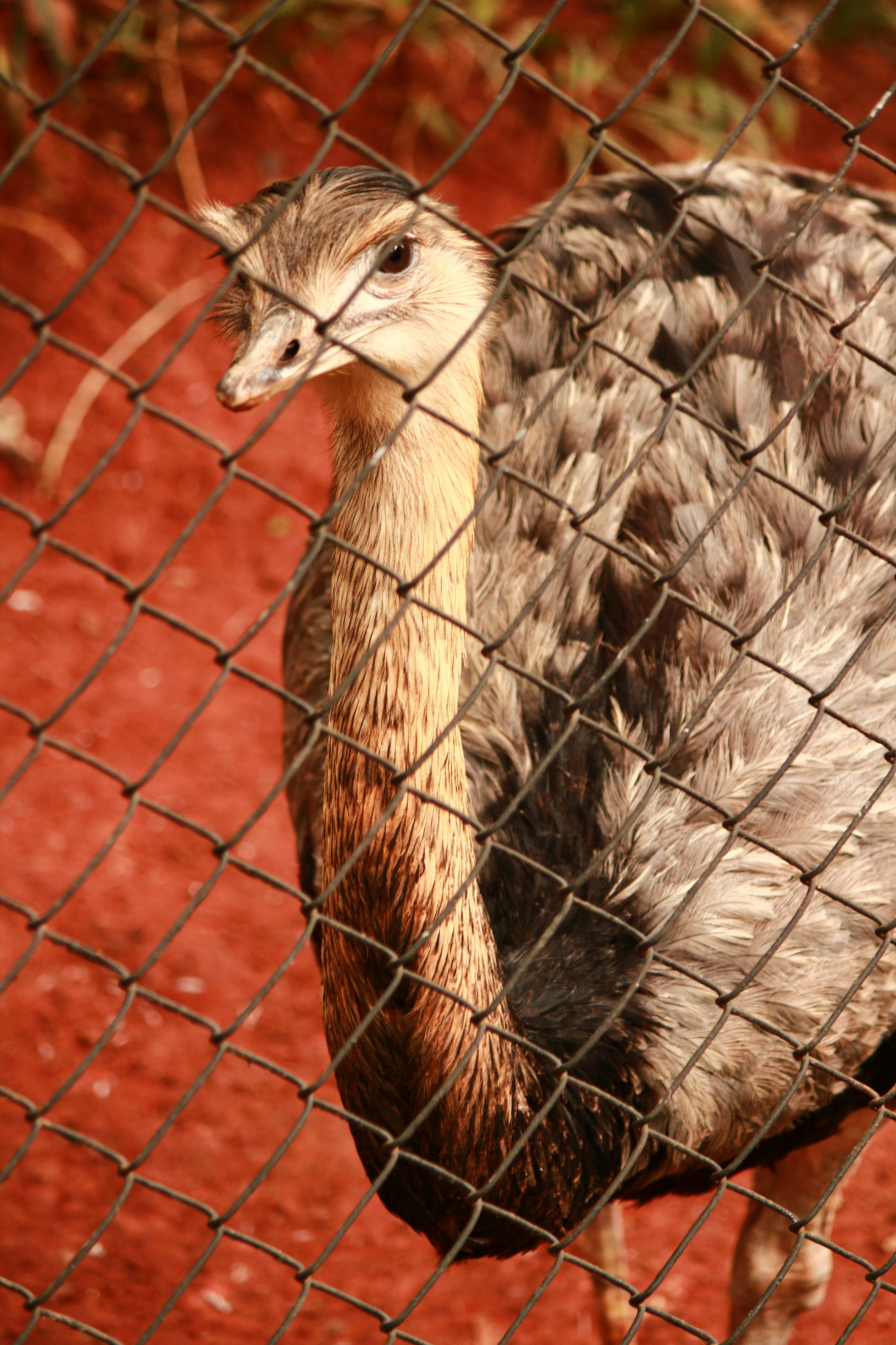 Through the Wire: An Emu’s Quiet Stare