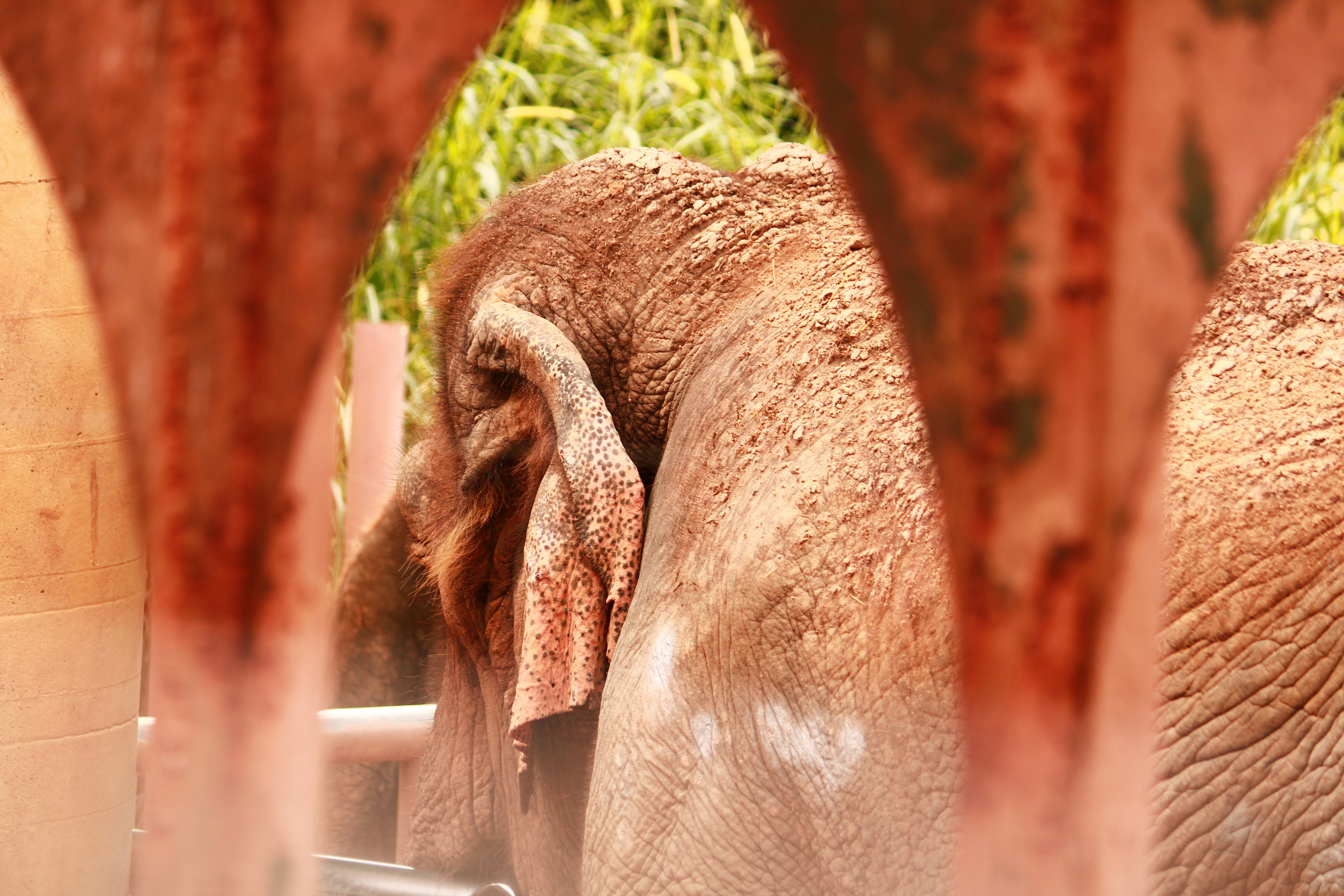 Hidden Giant: An Elephant Framed Through Narrow Gaps