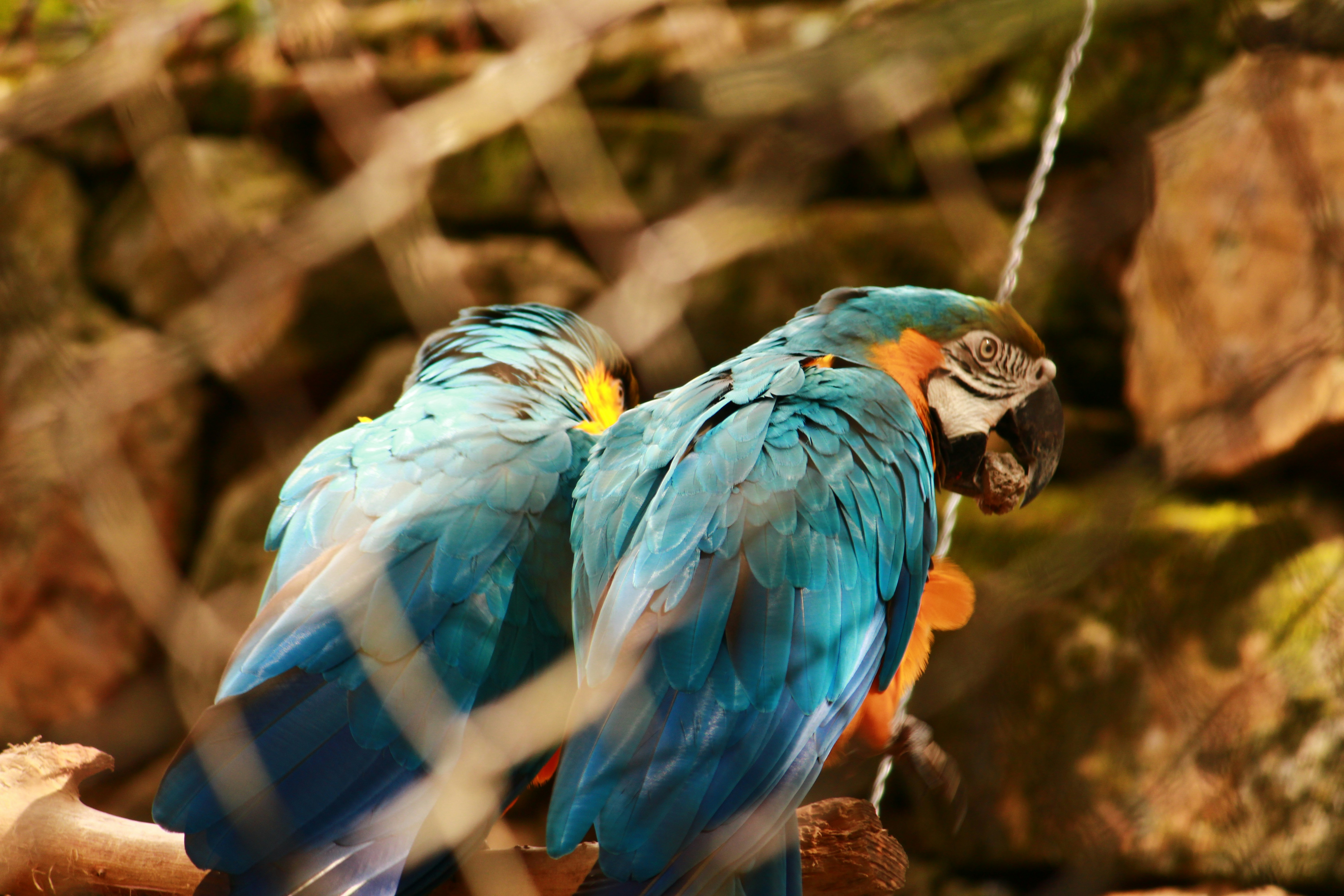 Azure Macaw Moment: A Quiet Pause Amid Branches