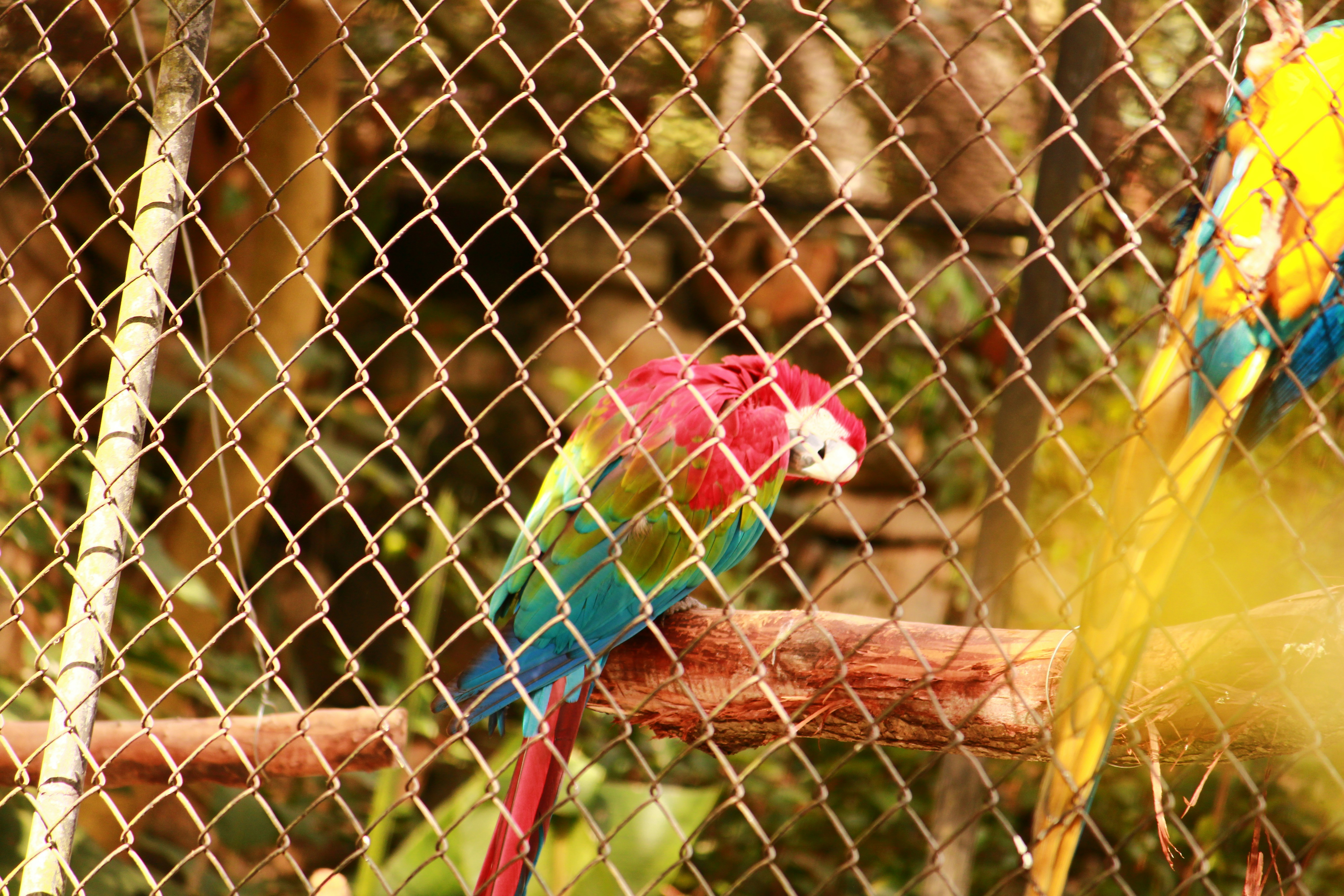 Crimson-Blue Macaw Behind Chain-Link: A Quiet Moment on Wooden Perches