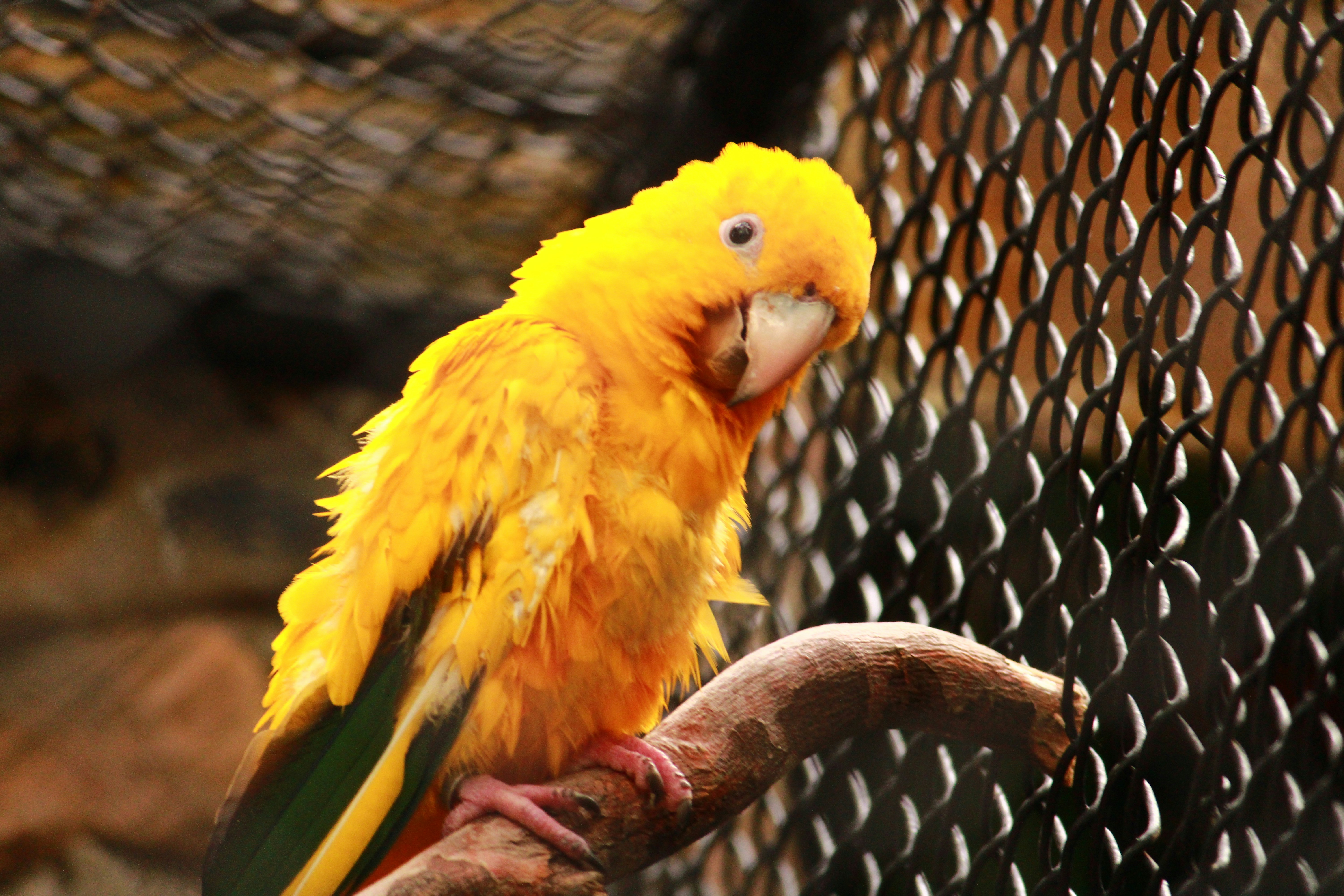 Conure in Zoo