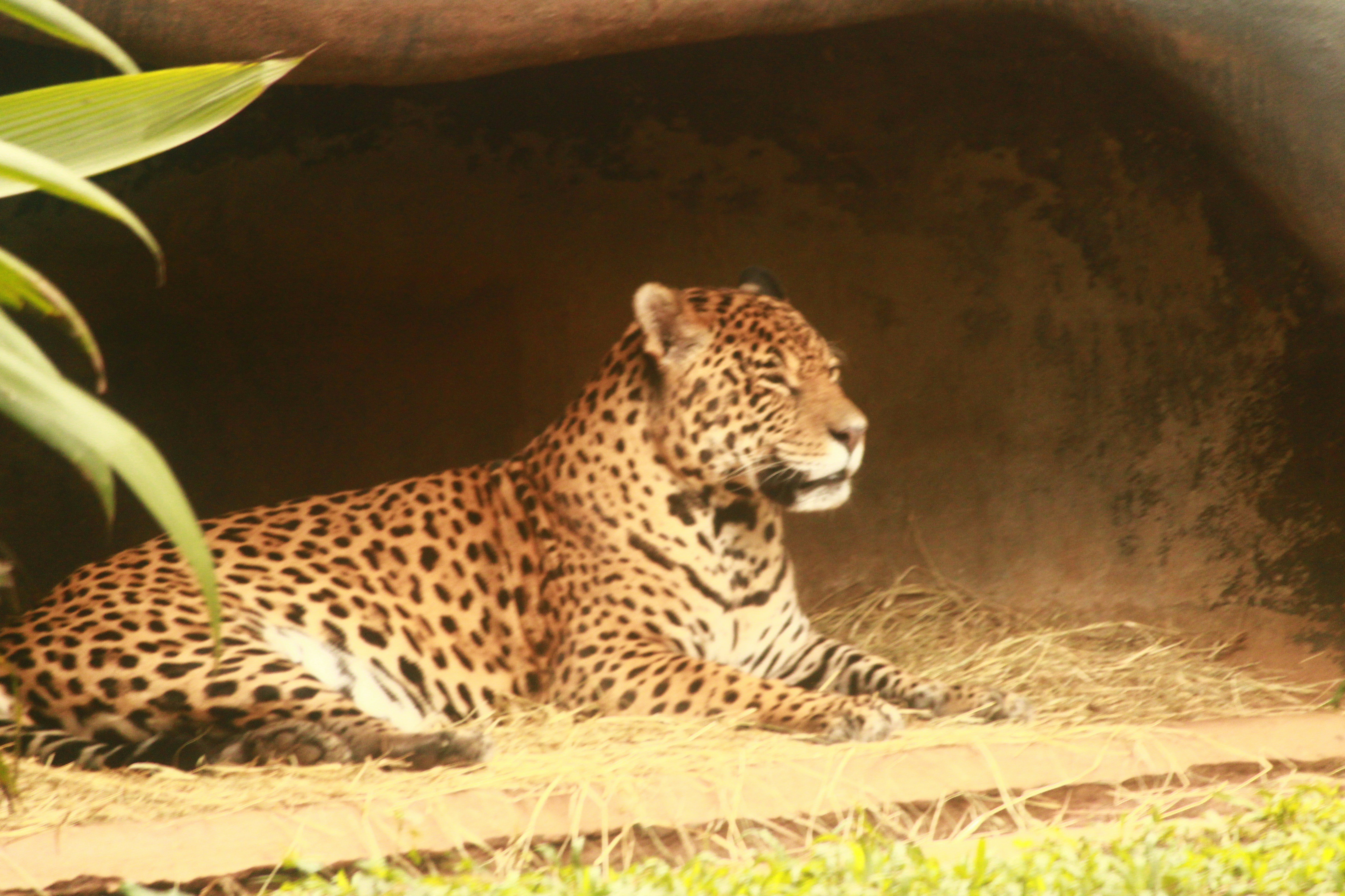 Shadowed Lair: Leopard Reclines on a Straw Bed
