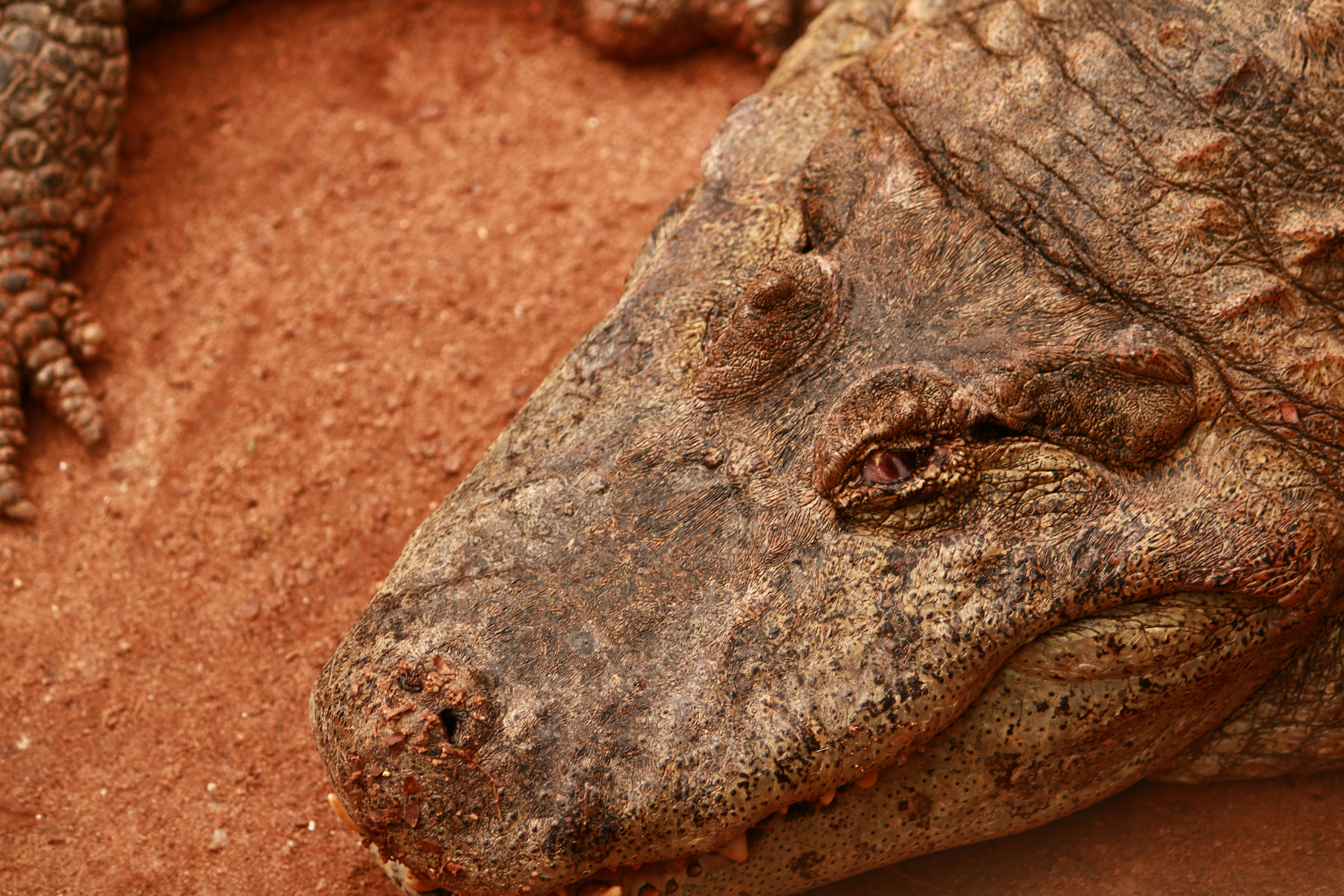 Earthy Slumber: A Crock of Time Wears a Gaze