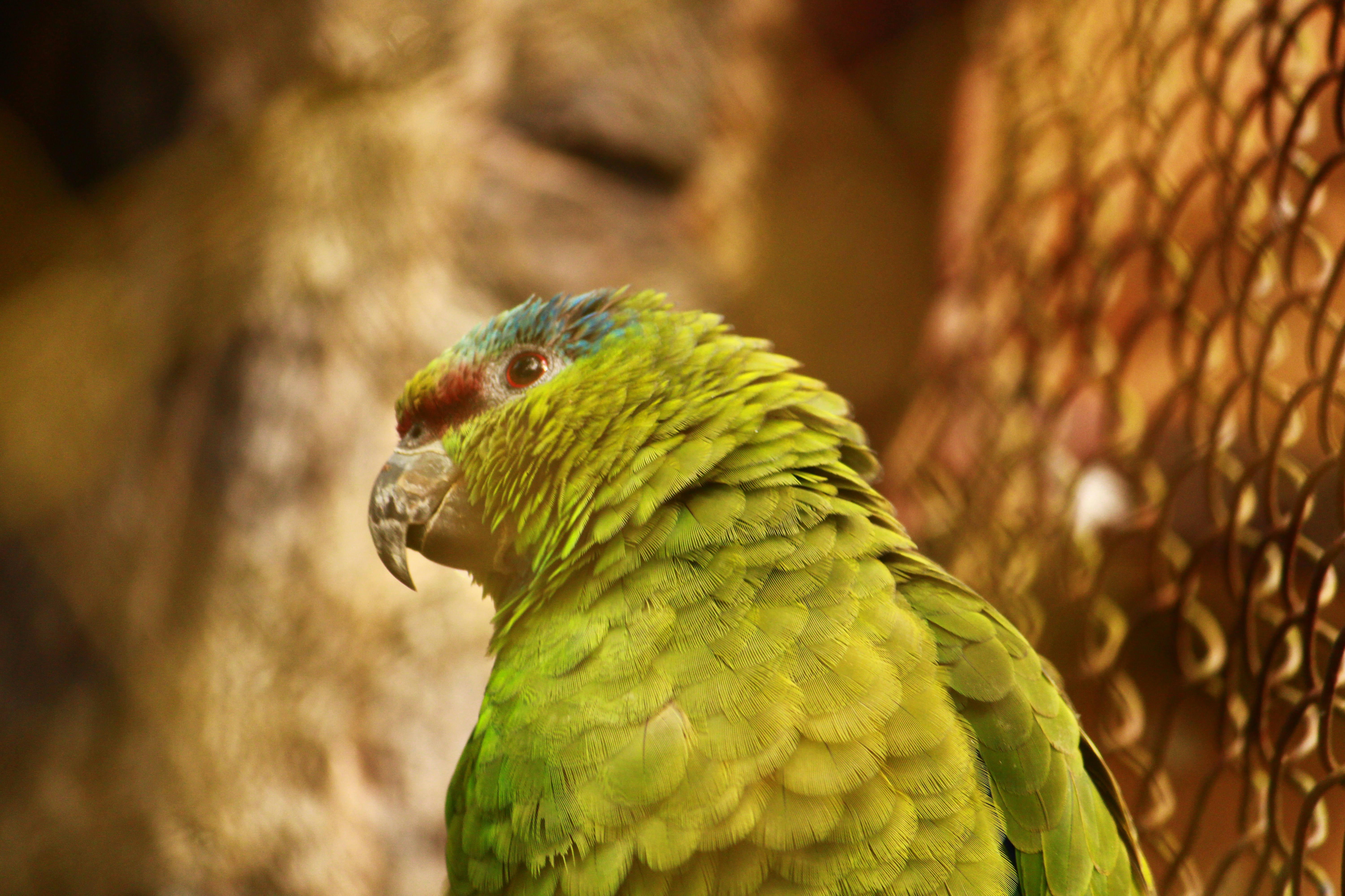 Emerald Parrot Close-Up: Feathers, Rust, and Quiet Light