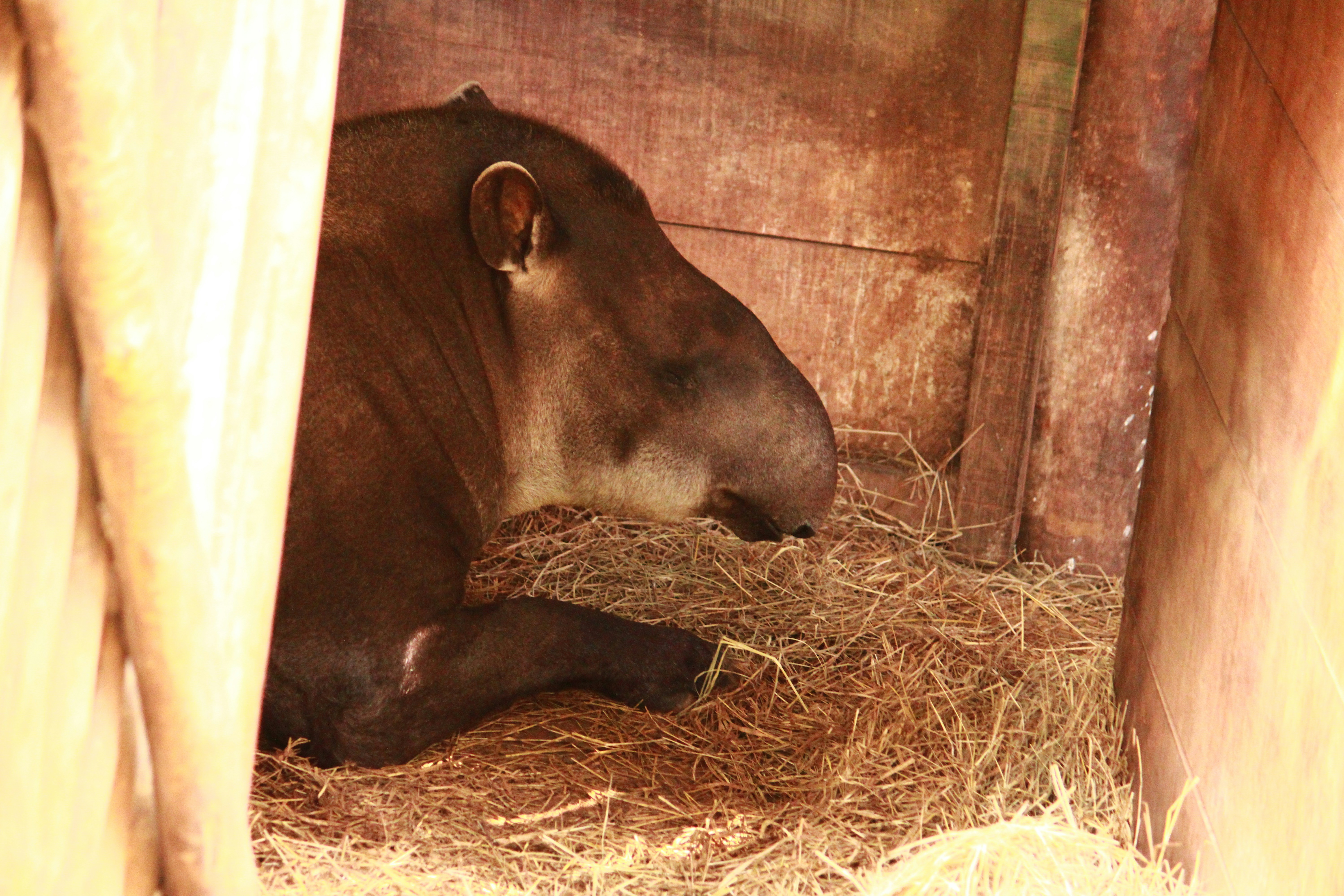 Curled in Golden Quiet: Bison Calf Resting in Straw
