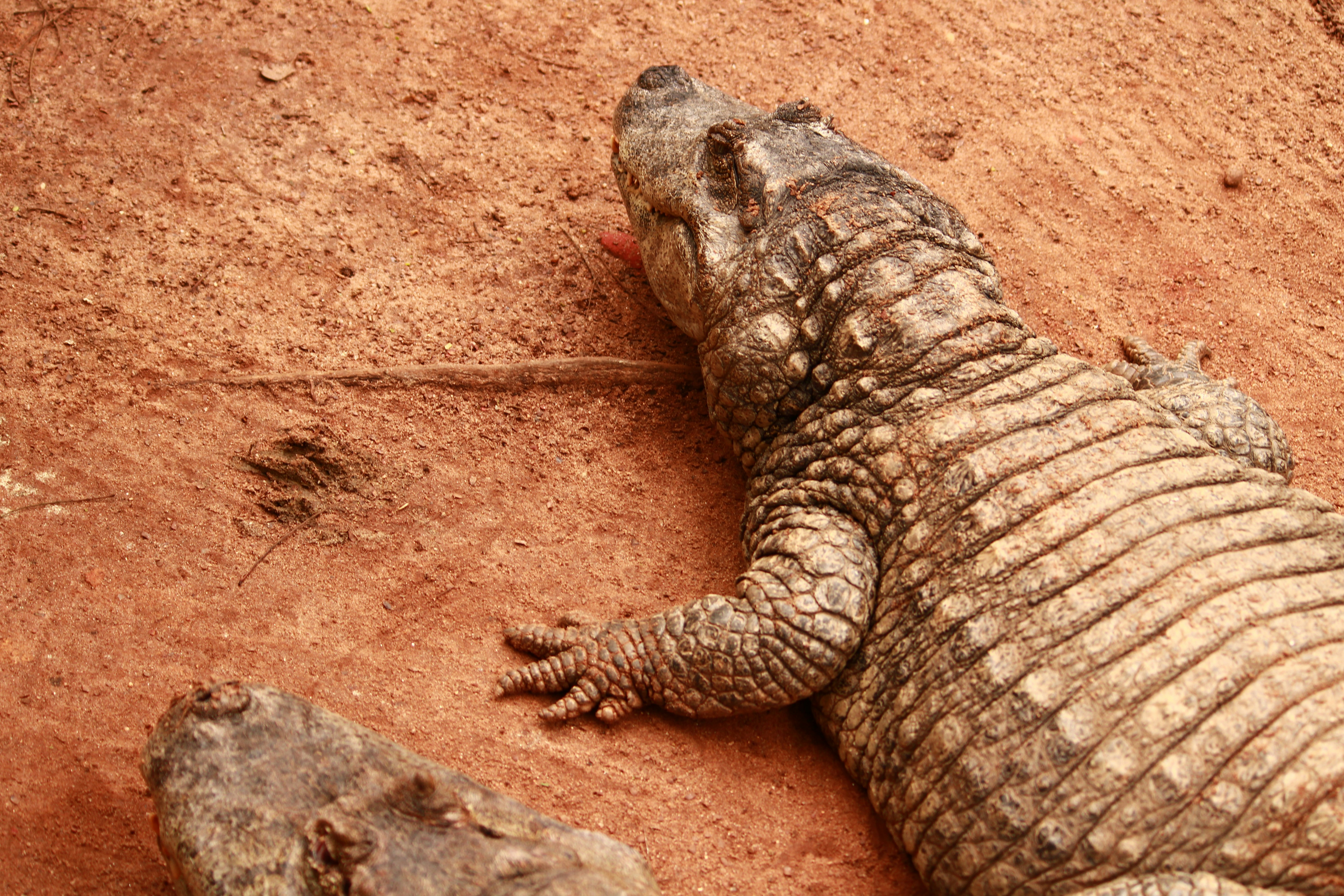 Sunbaked Armor: Crocodile on Rust-Red Soil