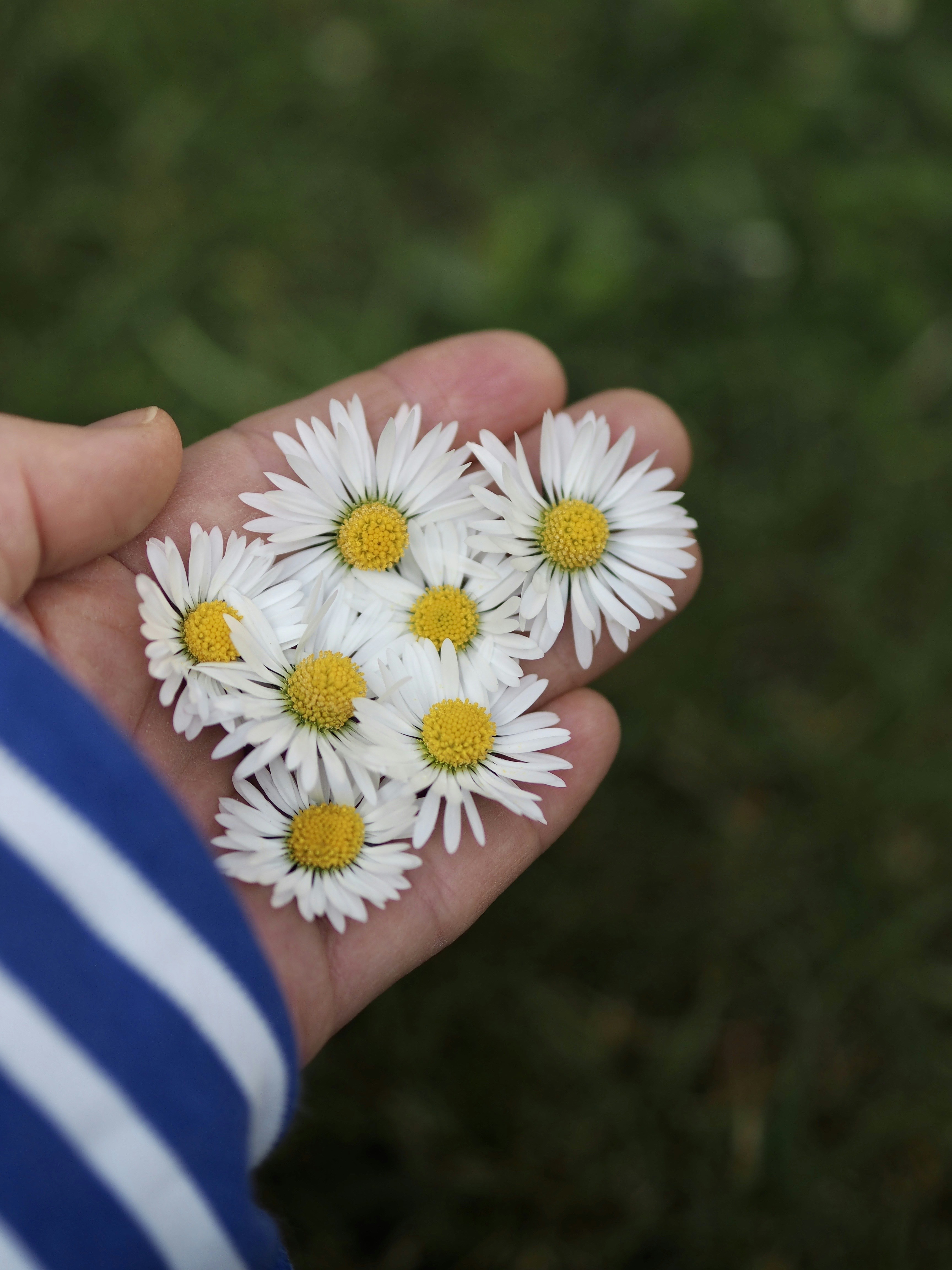 White-daisy bouquet cradled in a hand against a soft green backdrop