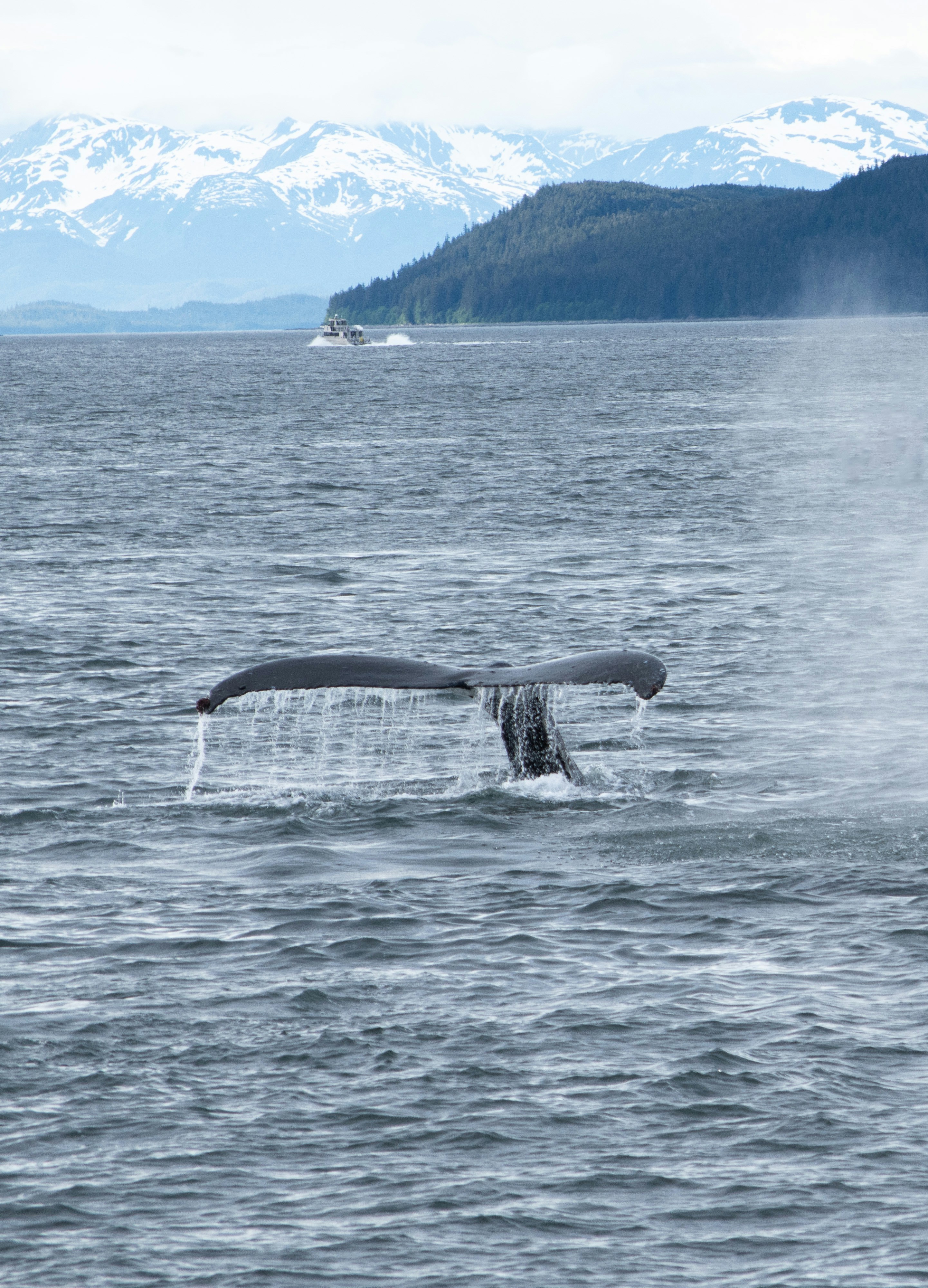 Whale Tail Over Fjord: A Quiet Breach Against Snow-Capped Peaks