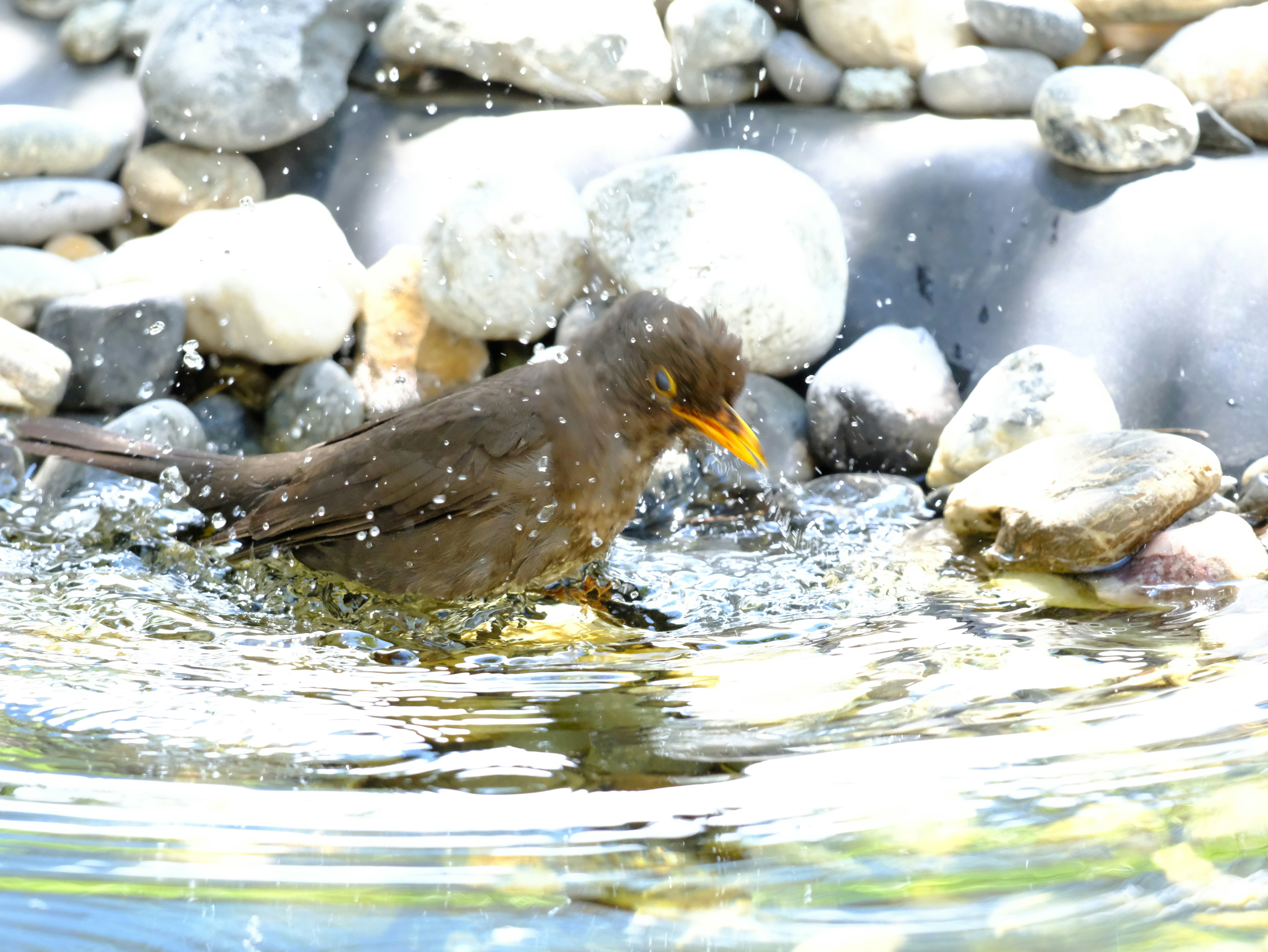 Pebble-Rimmed Bath: A Brown Waterbird's Quiet Swim in Sunlit Ripples