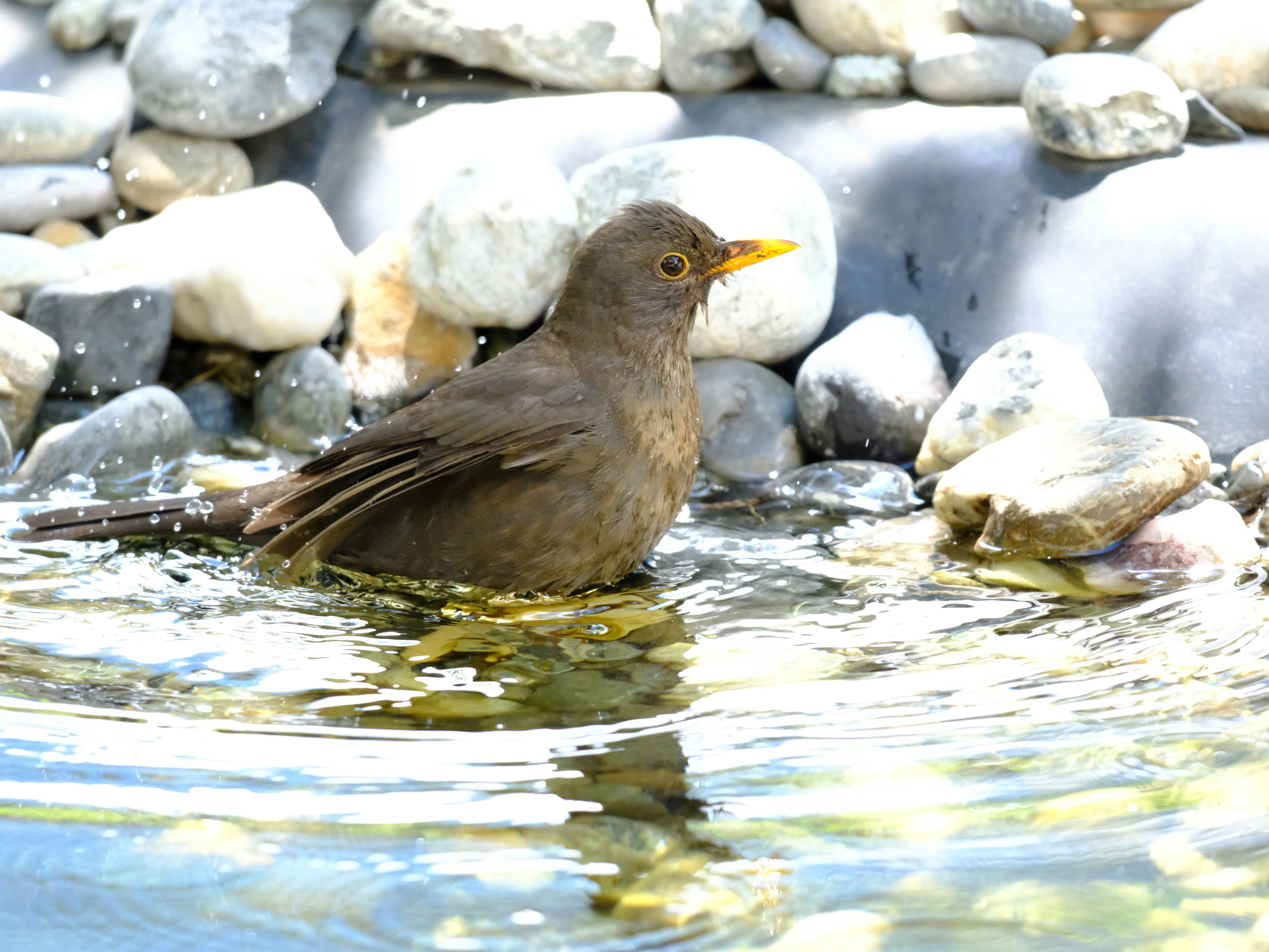 Low Tide nonetheless: a solitary brown bird by pebbled pool