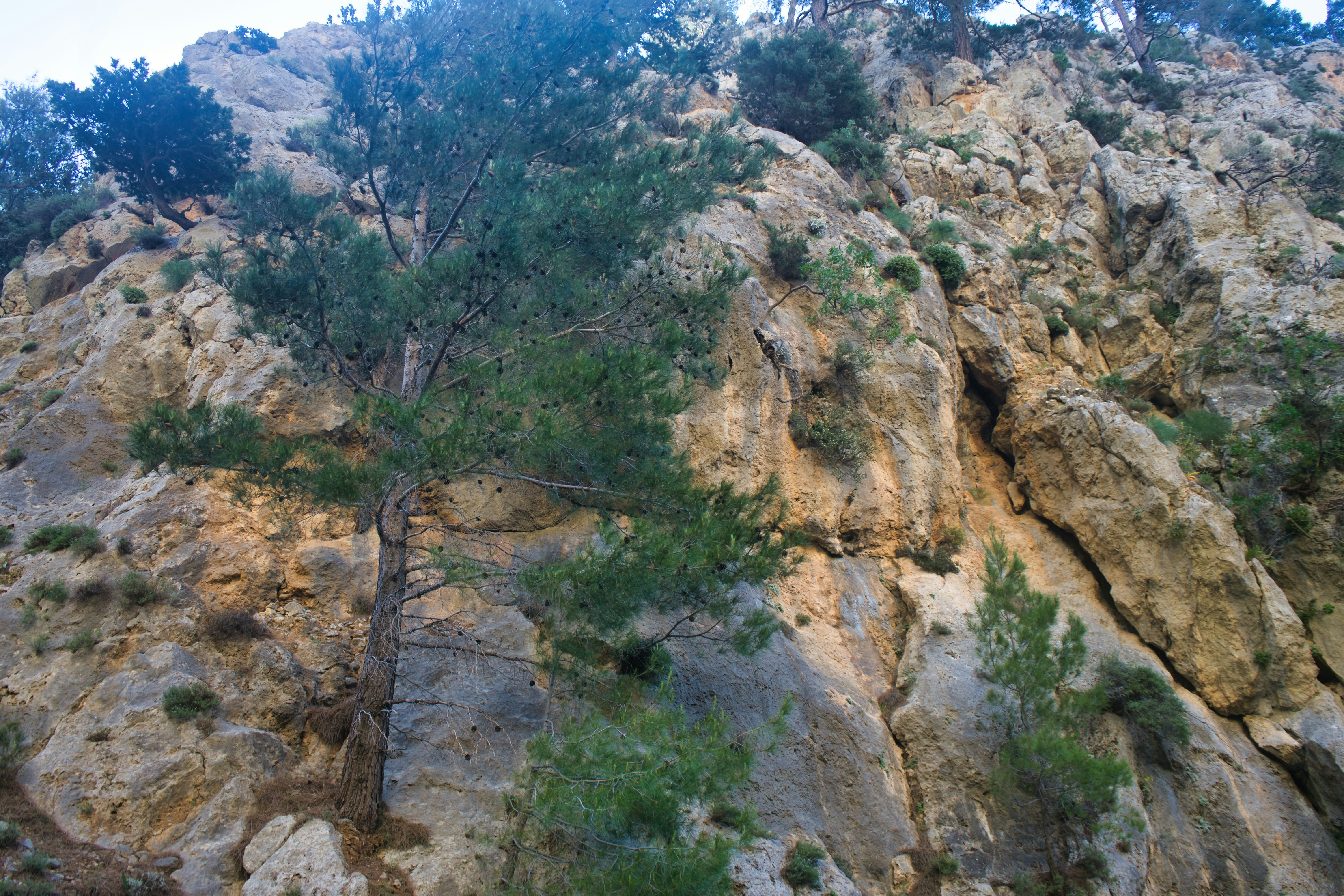 A solitary tree stands firmly against a rugged rock face, showcasing nature's determination in a challenging environment.