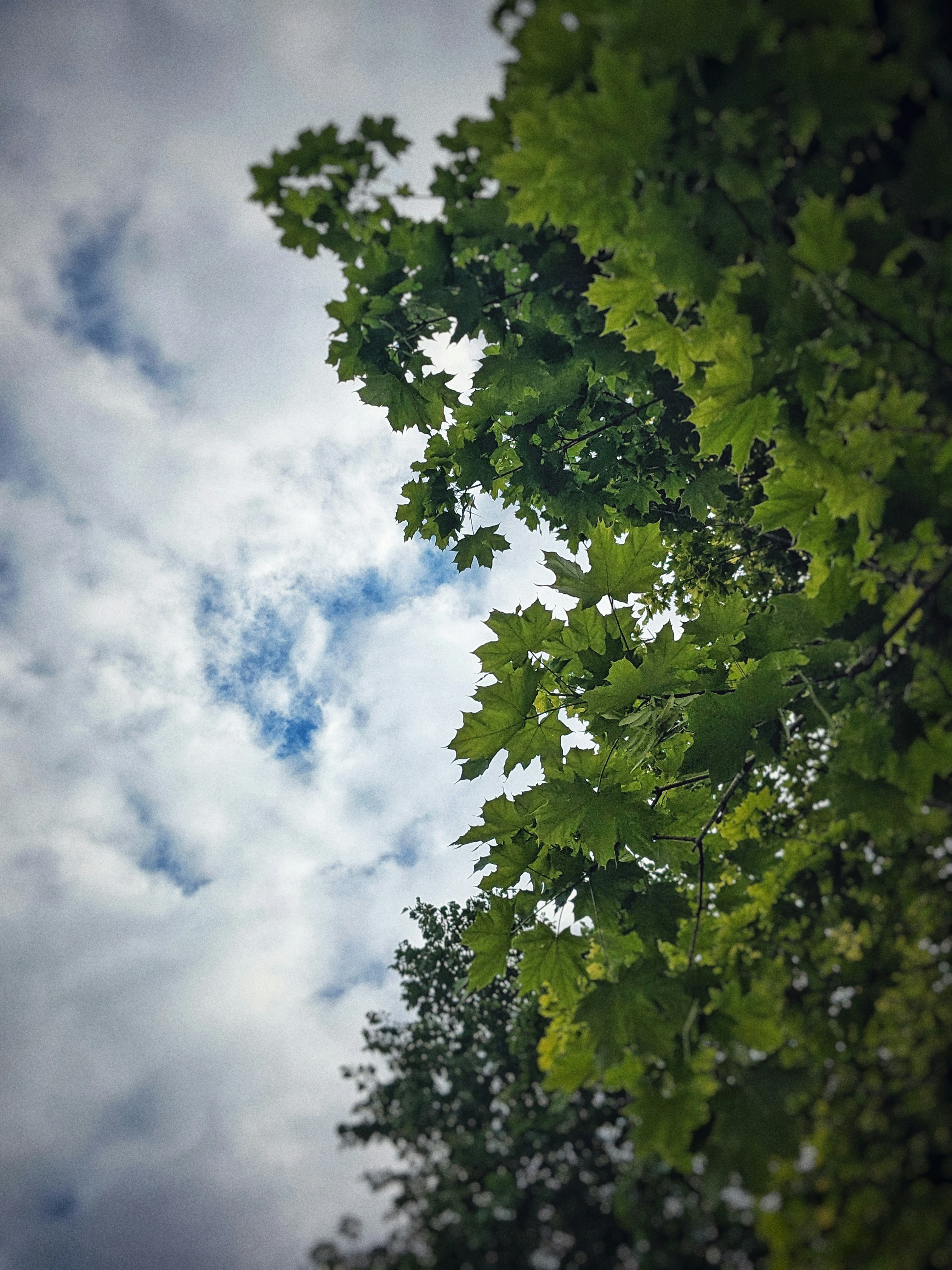 A photograph capturing a lush maple canopy dominating the right side, while a pale sky and clouds fill the left. The shot emphasizes vivid leaf detail and natural contrast between greenery and open sky.