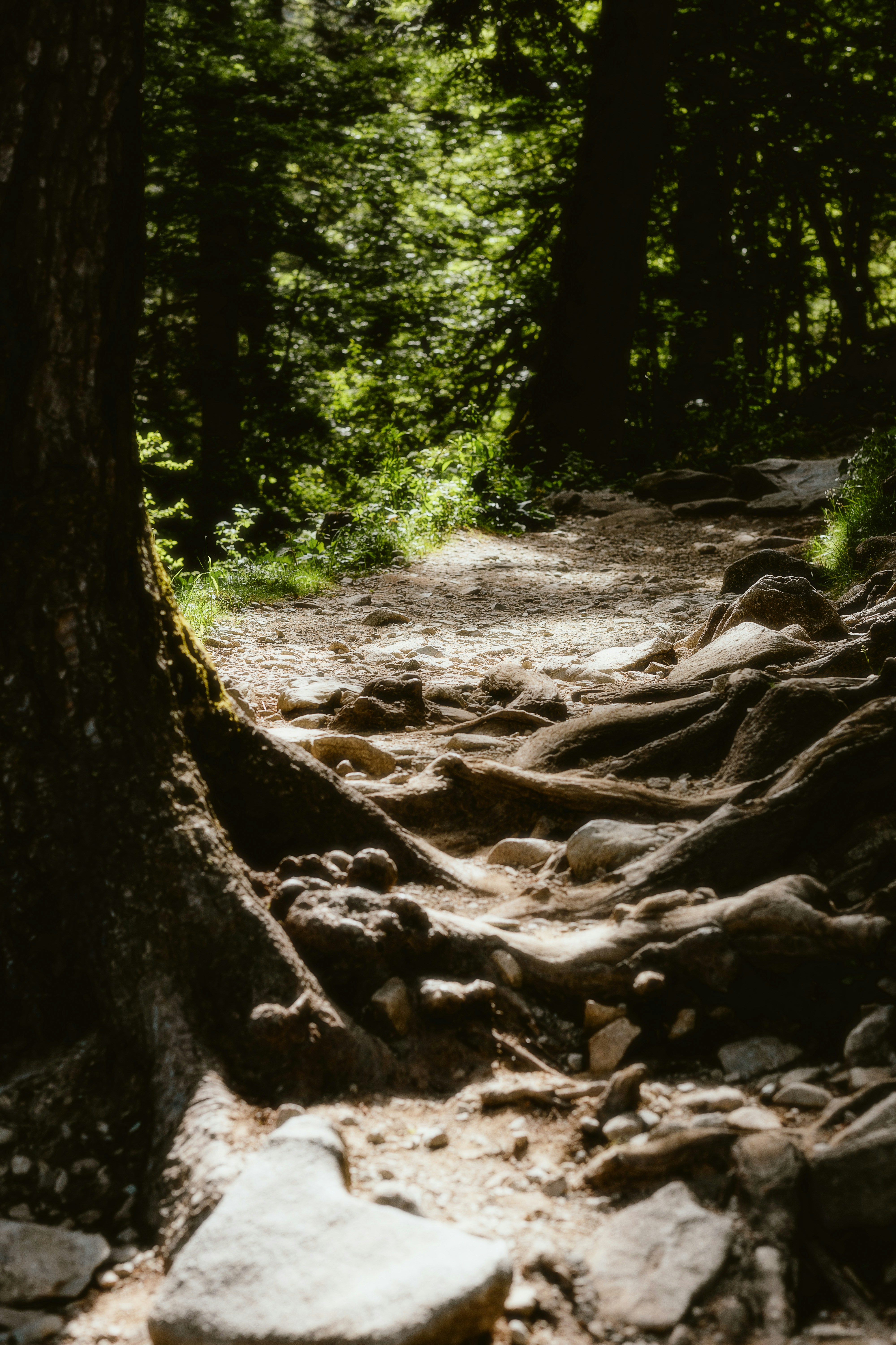 Rooted Threshold: A Dappled Forest Path Toward the Light