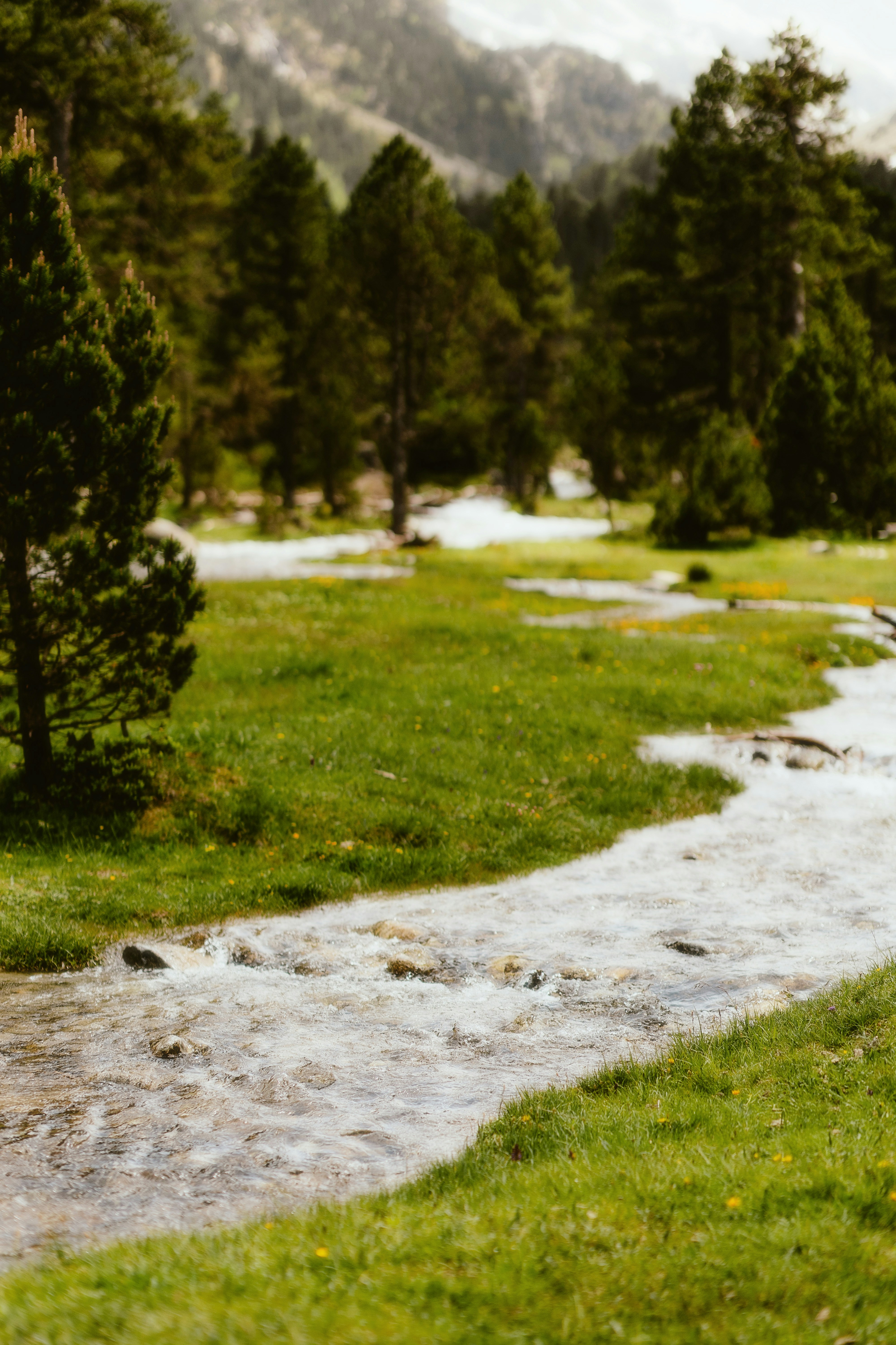 Meandering Creek Through Alpine Meadow
