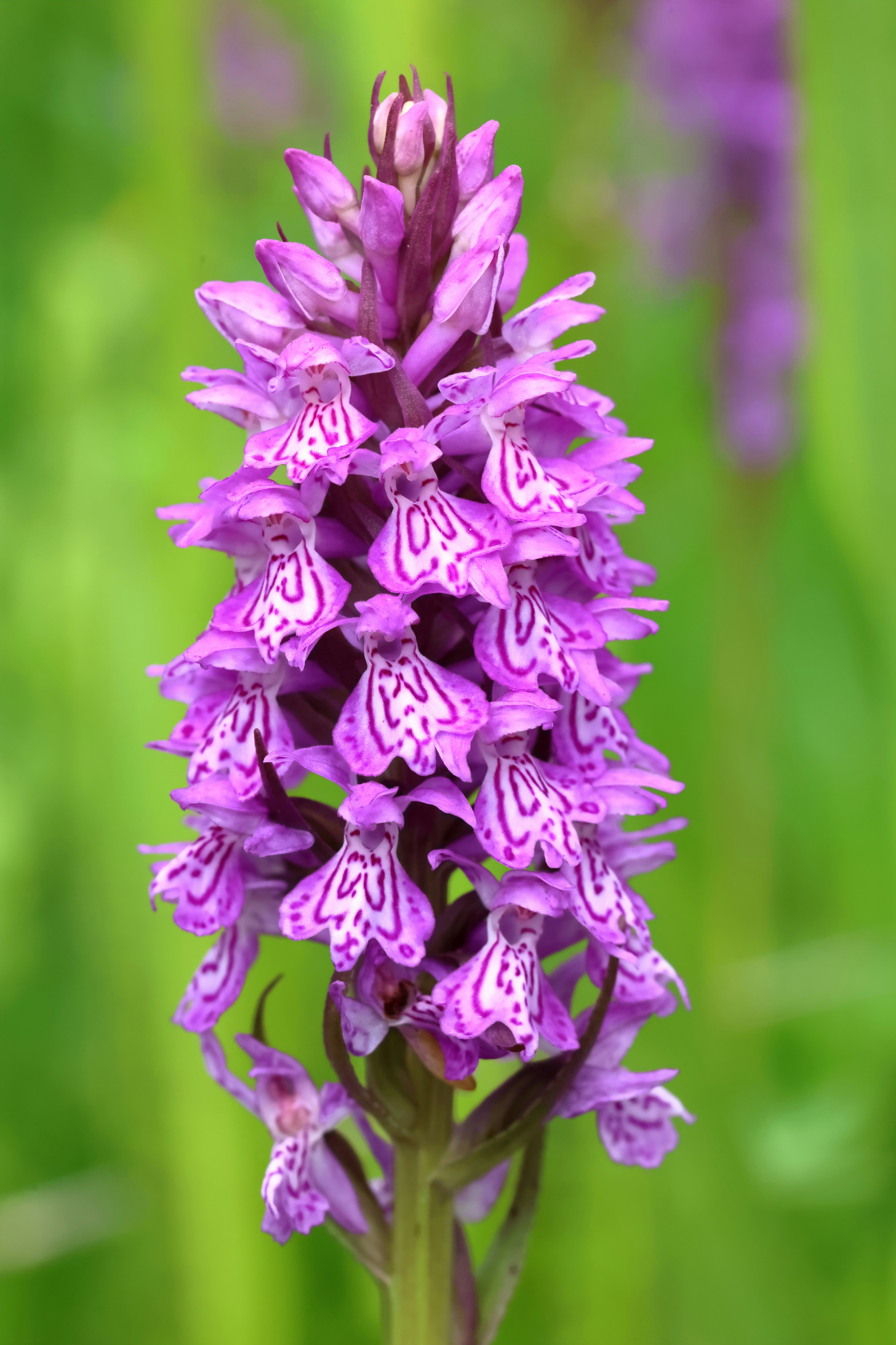 Lavender Lattice: Close-up on a violet orchid spike against a verdant backdrop