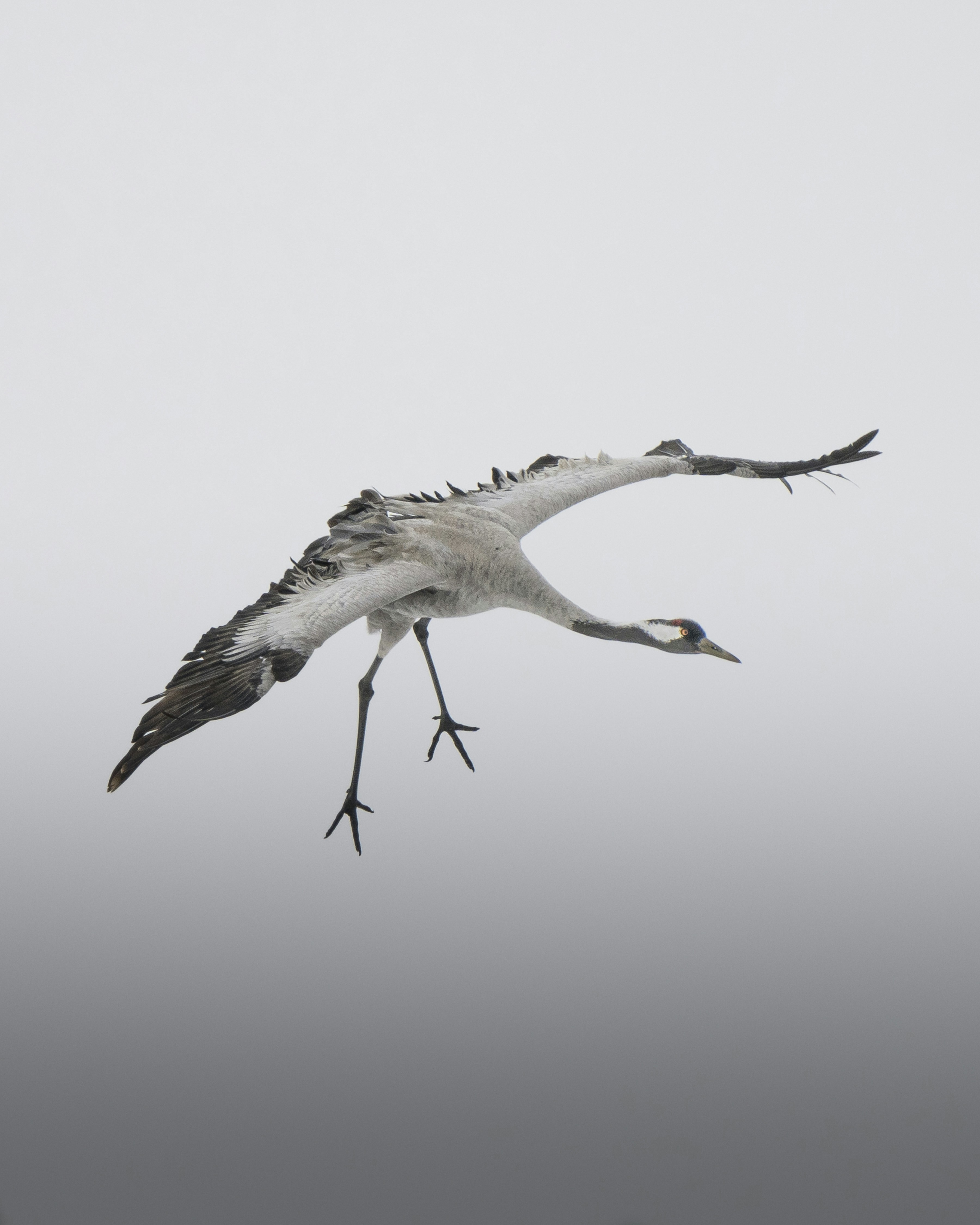 Pale-Sky Glide: A Crane Traces a Narrow Arc