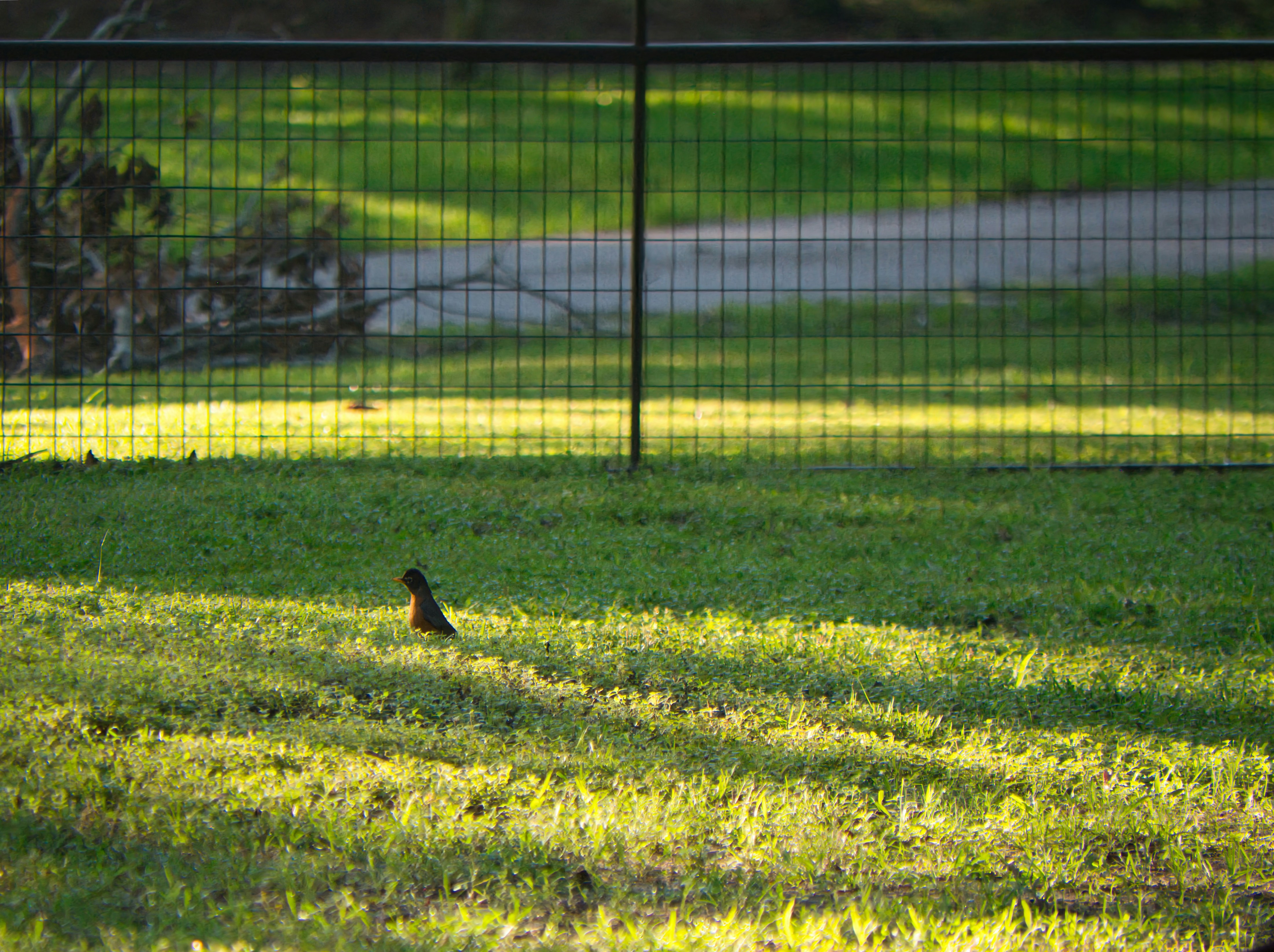 Golden Grass, Quiet Sparrow by the Fence