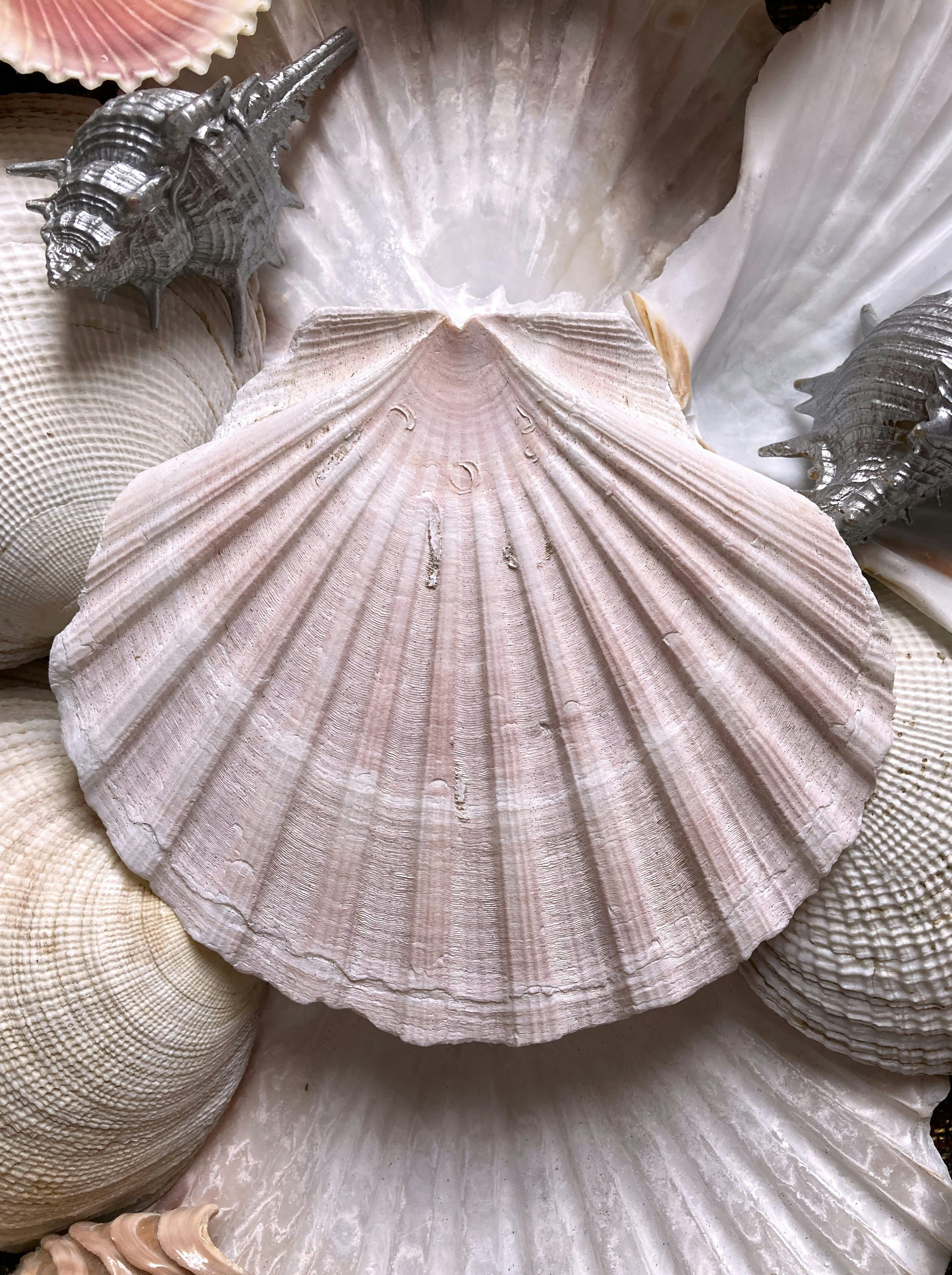 A close up of a sea shell with other shells in the background photo ...