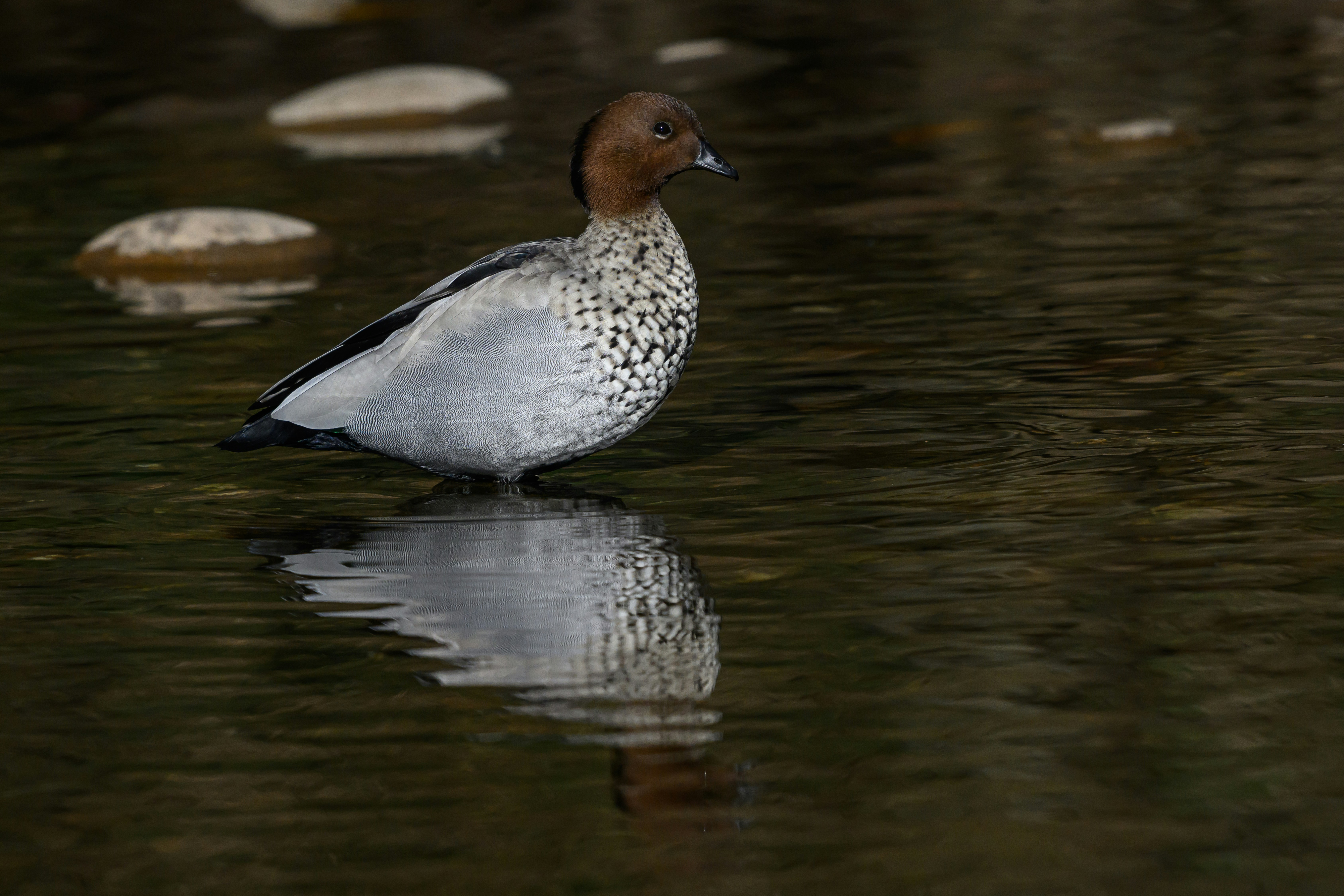 Whisper on the River: A Brown-headed Duck in Reflective Stillness