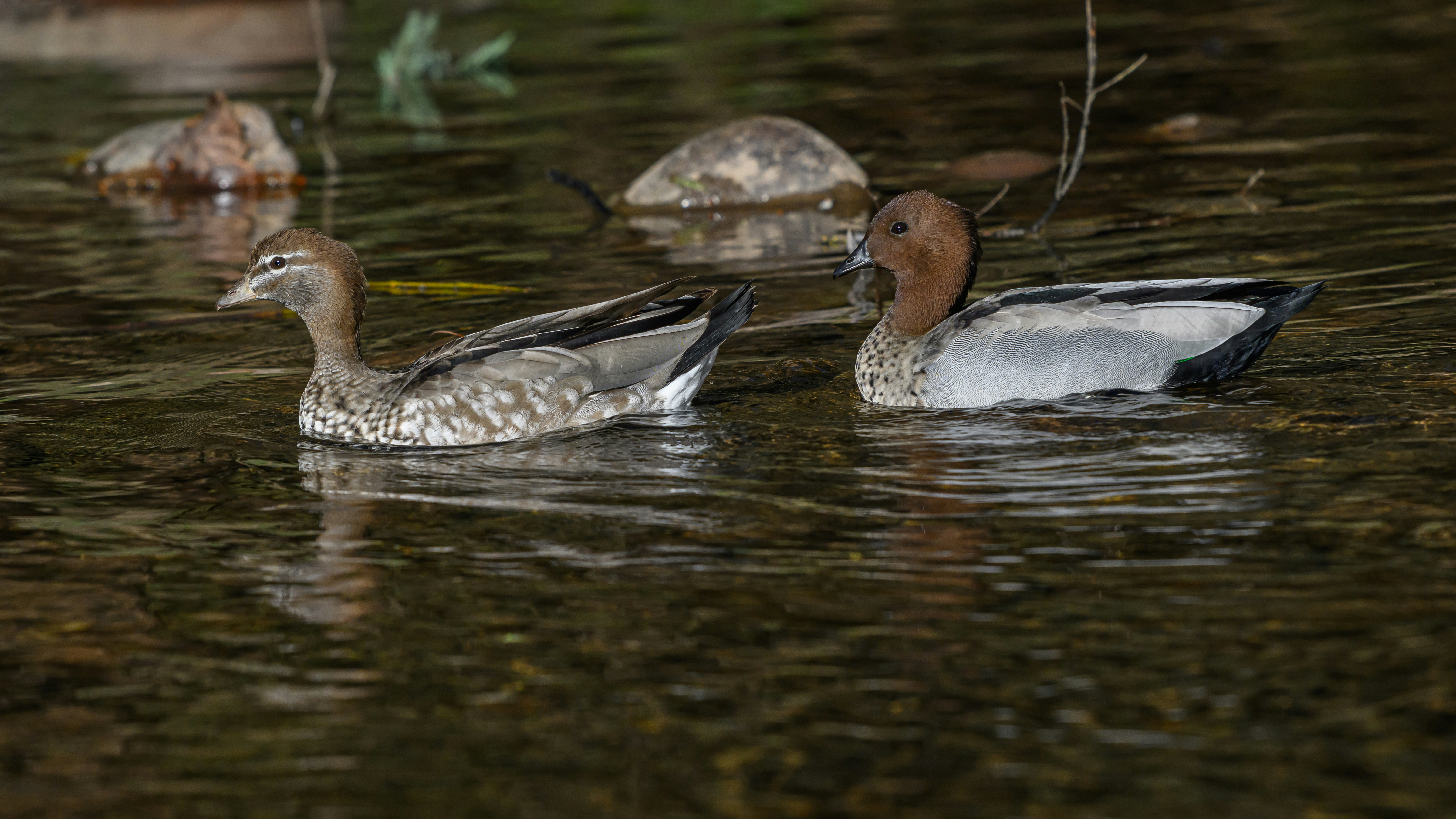 Female (left) and male (right) Australian wood ducks! 🤎🤎