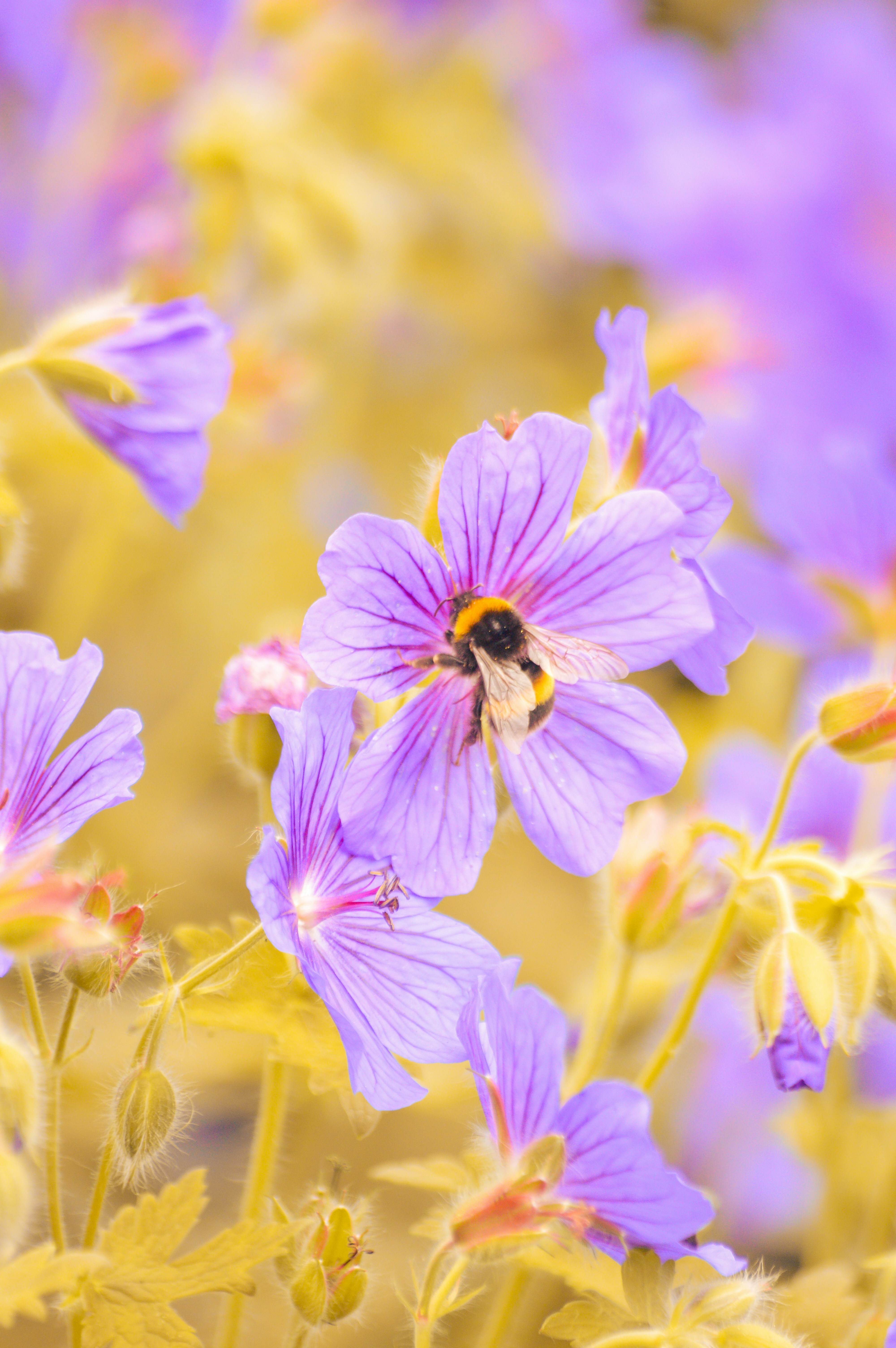 Bee in Violet: A Close-Quarter Moment of Spring Bloom
