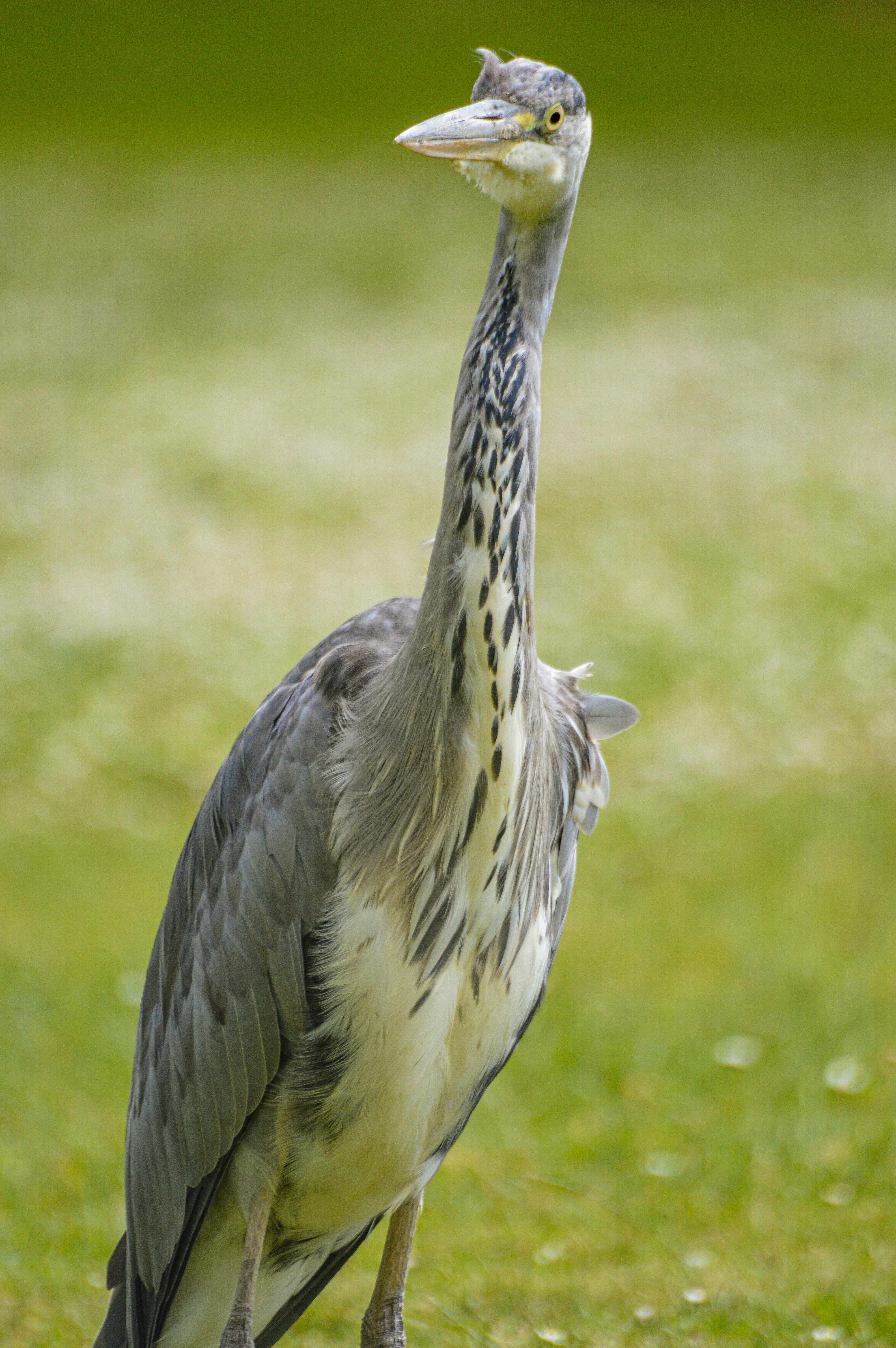 Long-Neck Vigil: A Grey Heron in Sunlit Meadow