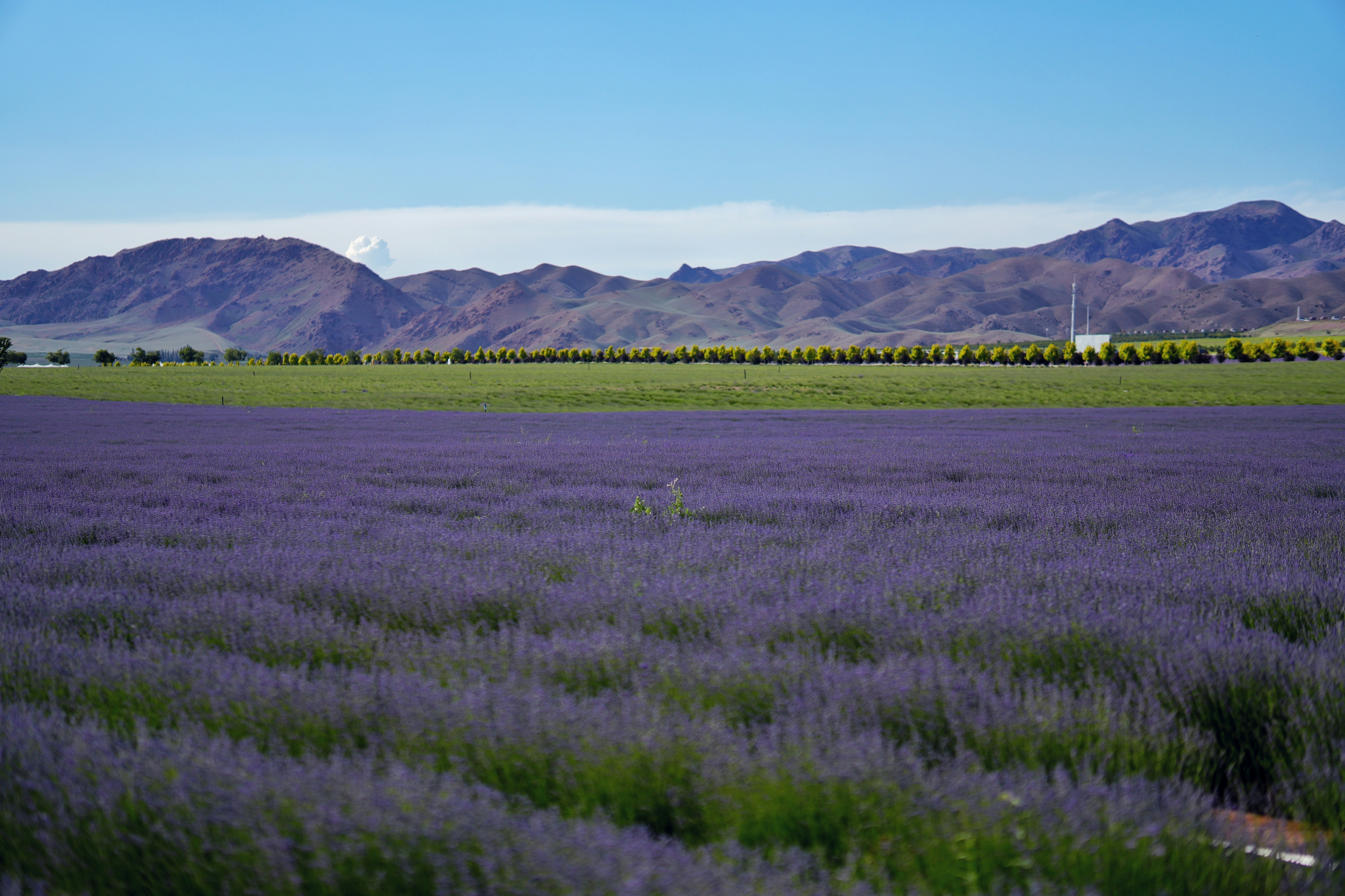 A field of lavender flowers with mountains in the background photo ...