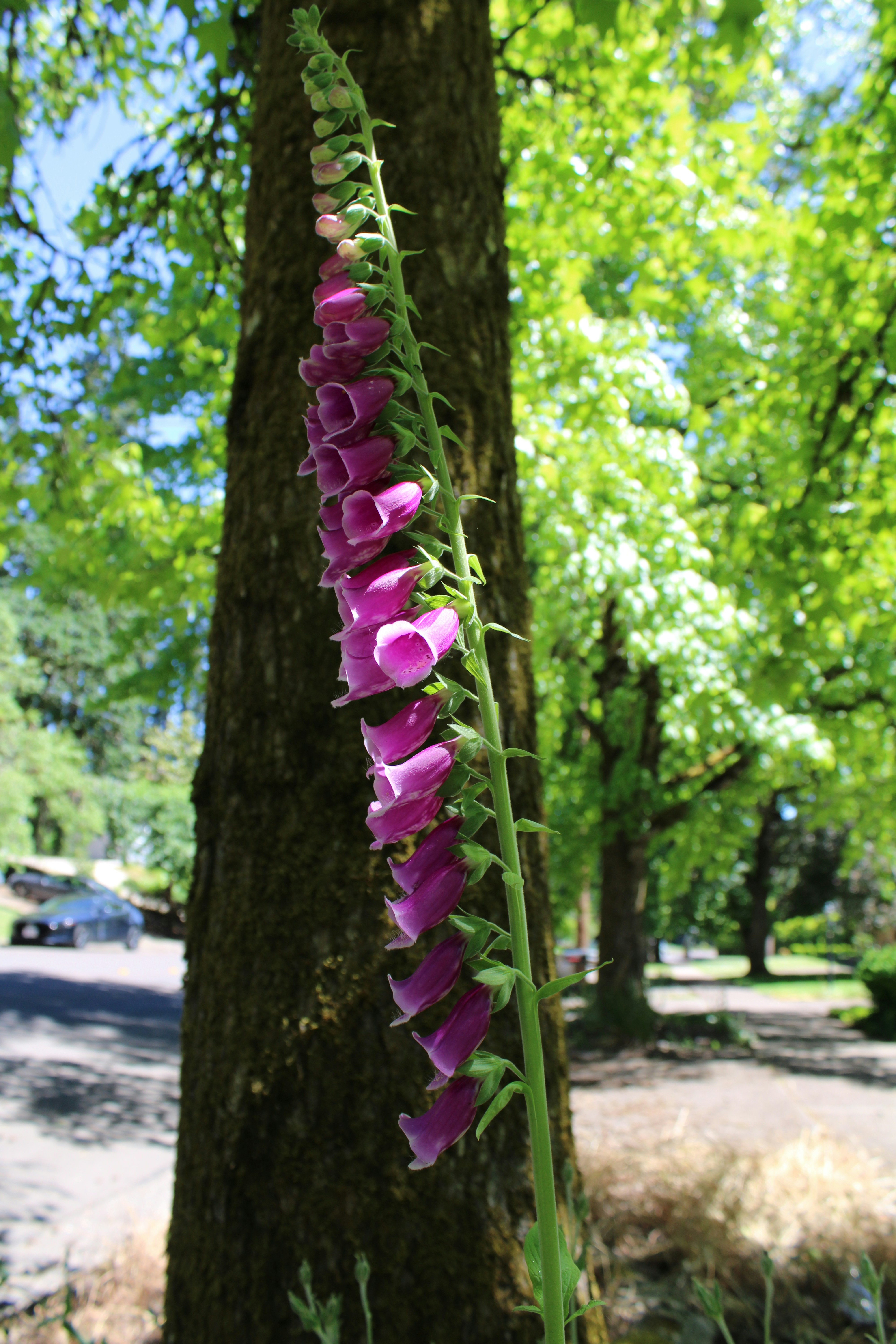 A tall stalk of Foxglove (Digitalis purpurea) with vibrant purple tubular flowers arranged along one side of the stem. The background features a tree trunk and lush green foliage, capturing the plant's natural woodland habitat. Foxgloves are known for their bell-shaped flowers and medicinal properties.