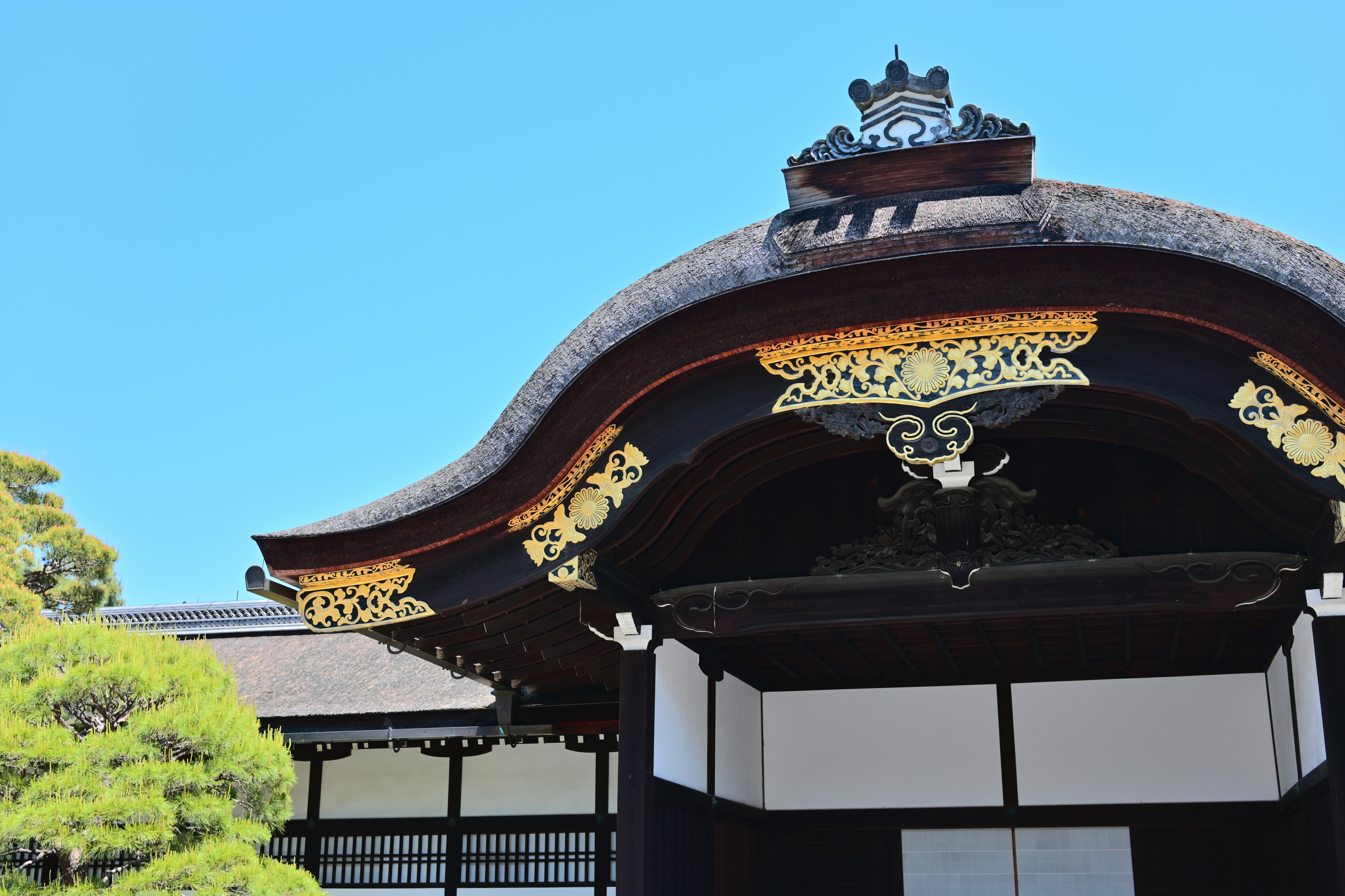 nikon zf,Japan shrine,japan,travel