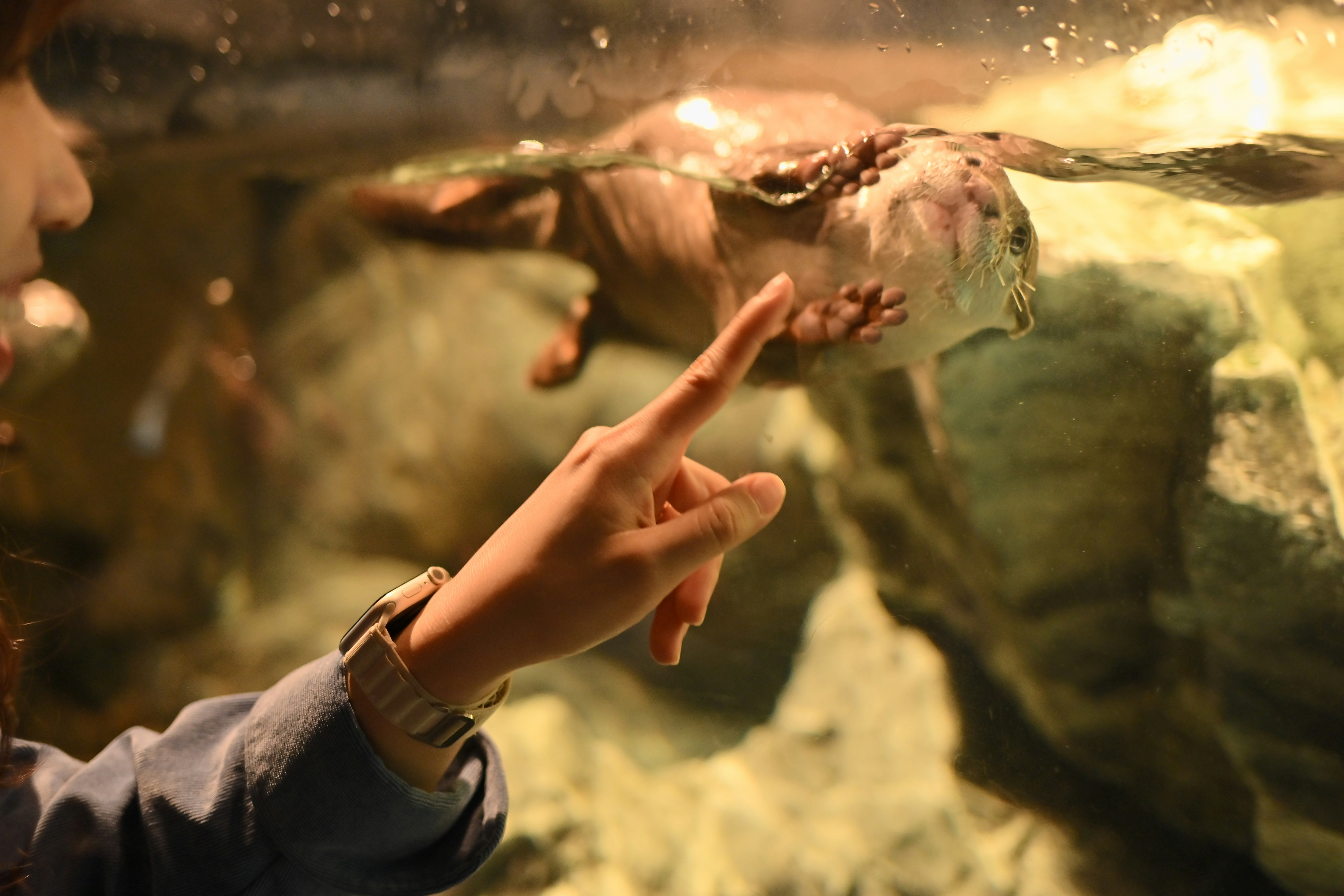 Under Glass: A Quiet Gesture Toward a Curious Fish