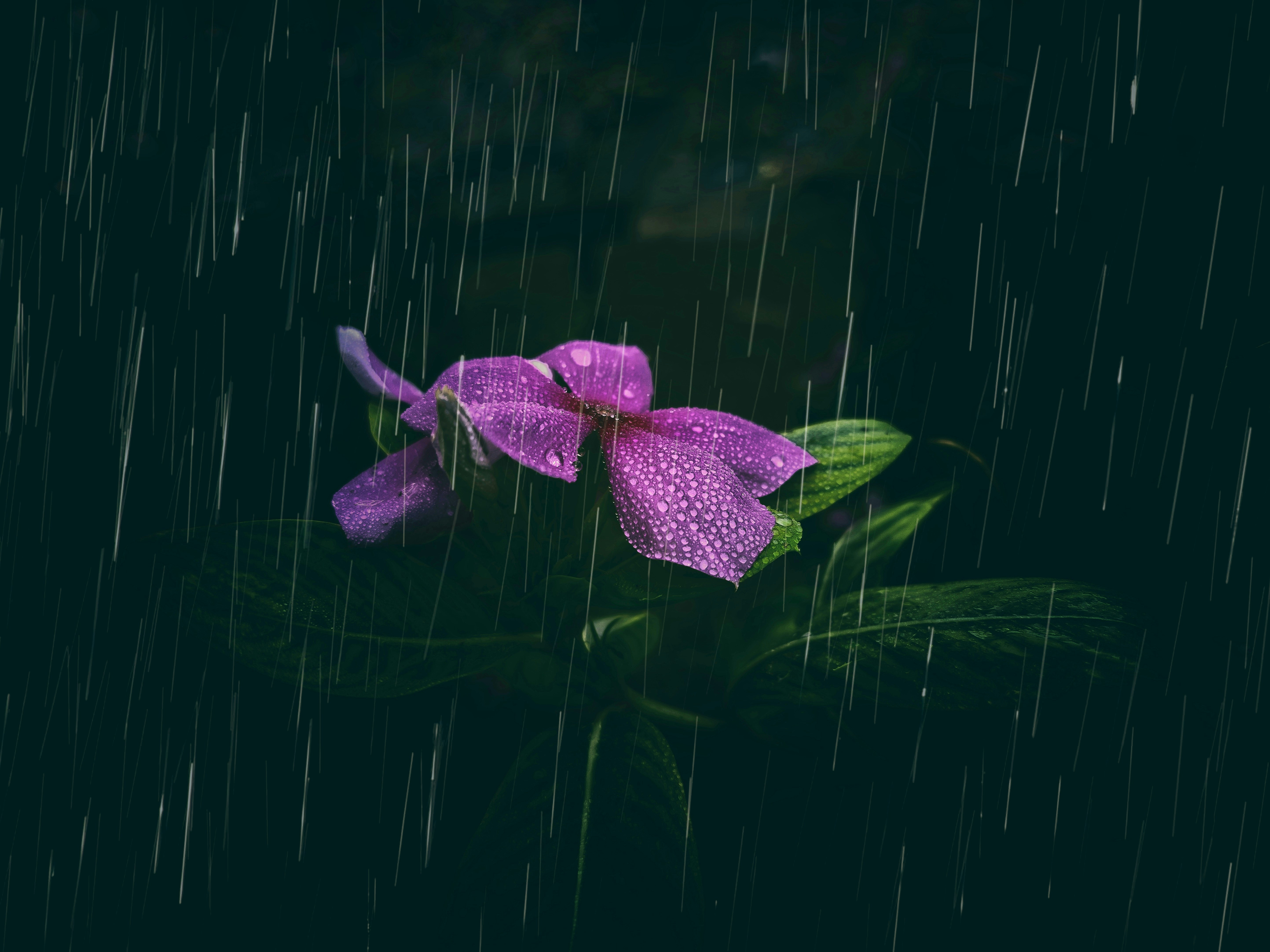 Petals in the Rain: a Neon Purple Bloom in a Velvet Night