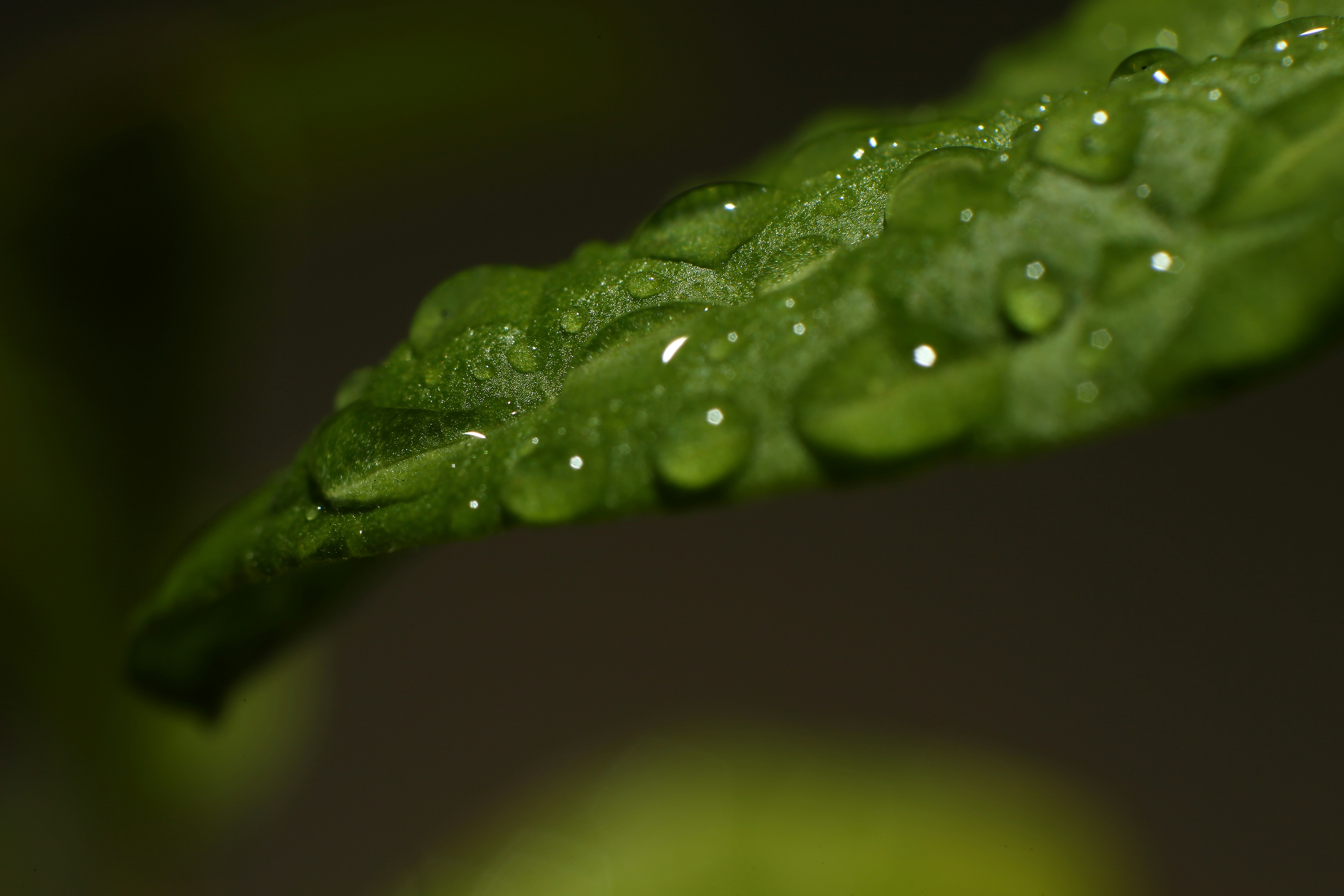 A green leaf with drops of water on it photo – Free Background Image on ...
