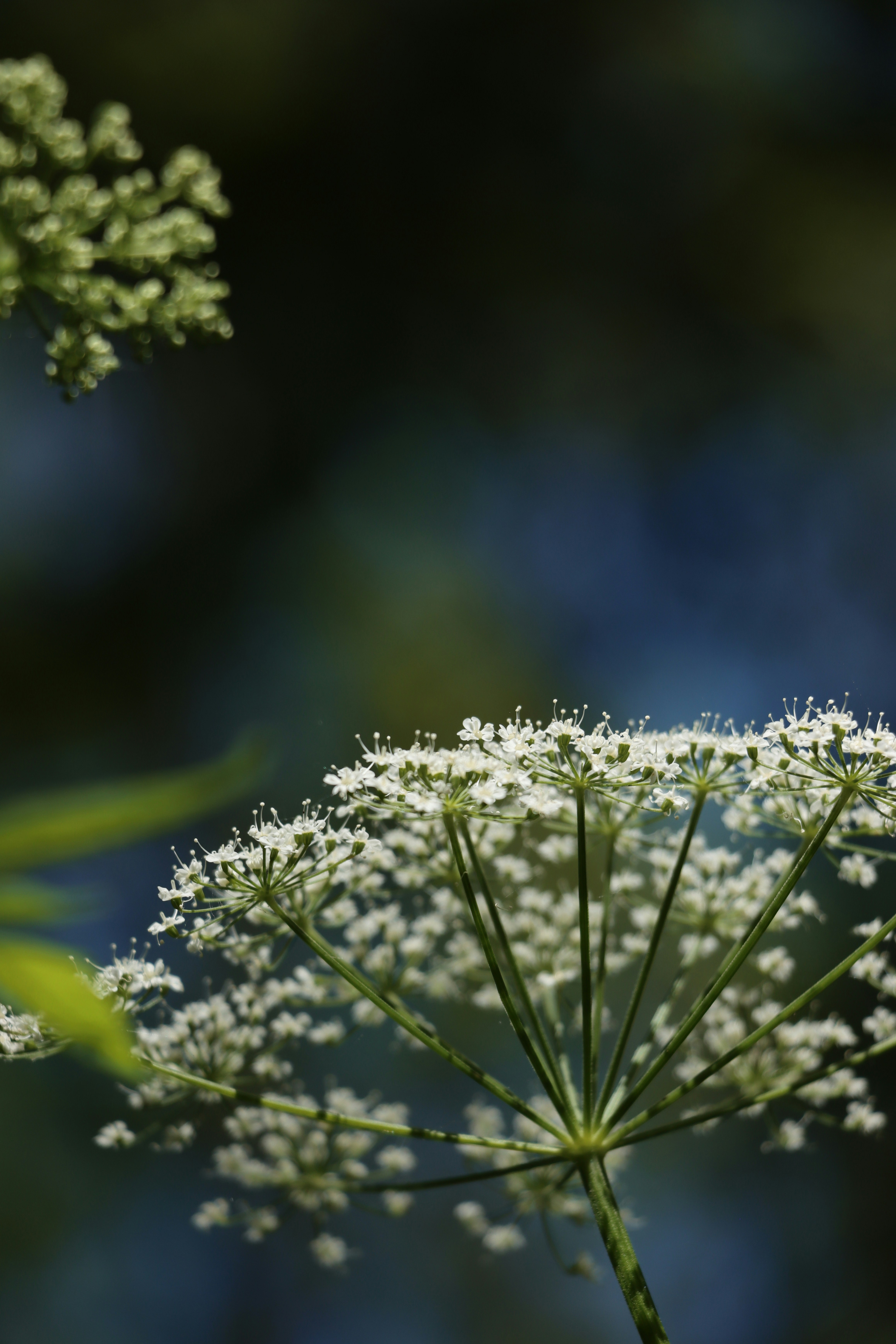Whispering Umbels: A Close-Up Study of Queen Anne's Lace