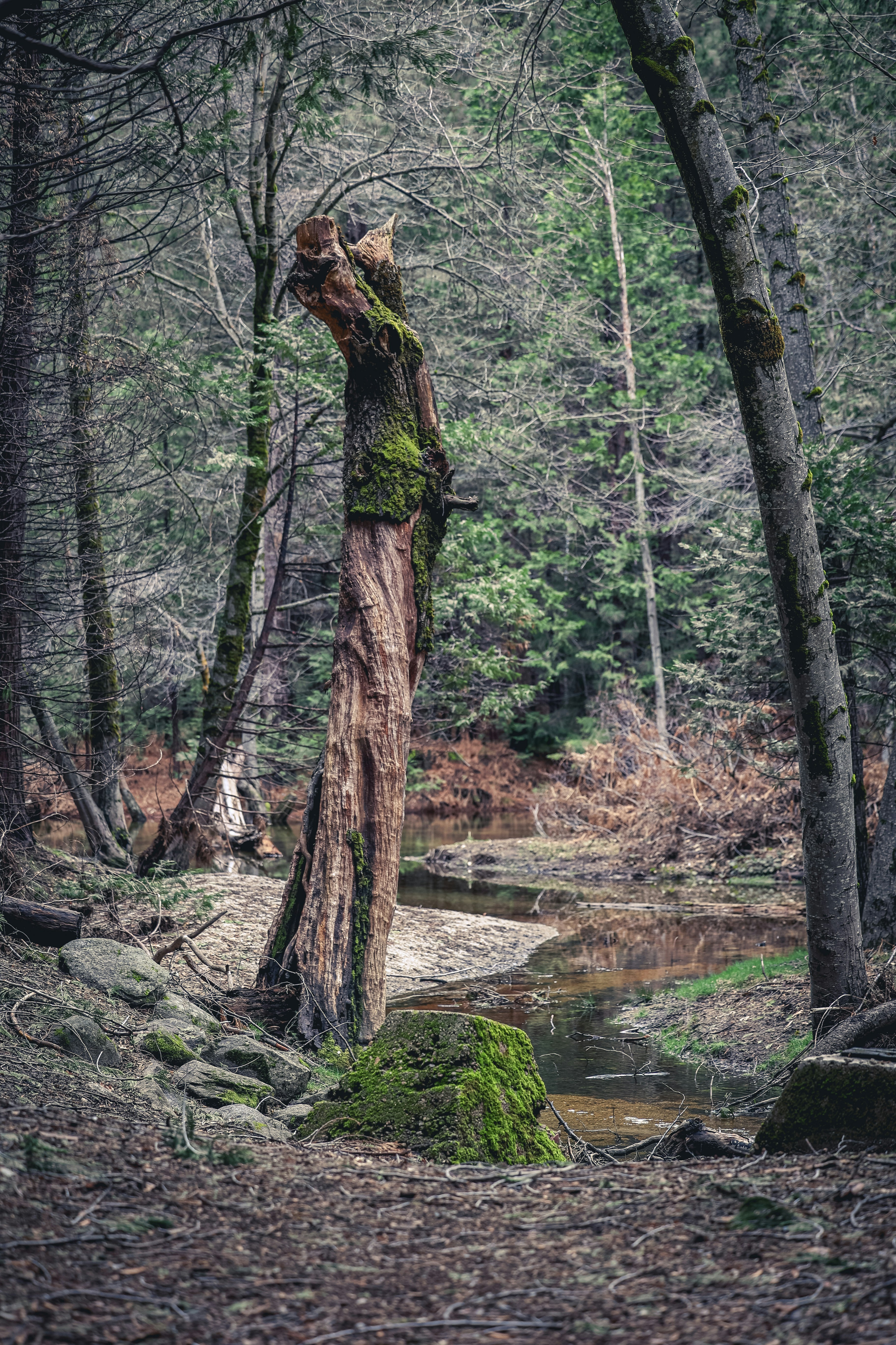 Moss-Cailed Trunk Guarding the Quiet Stream
