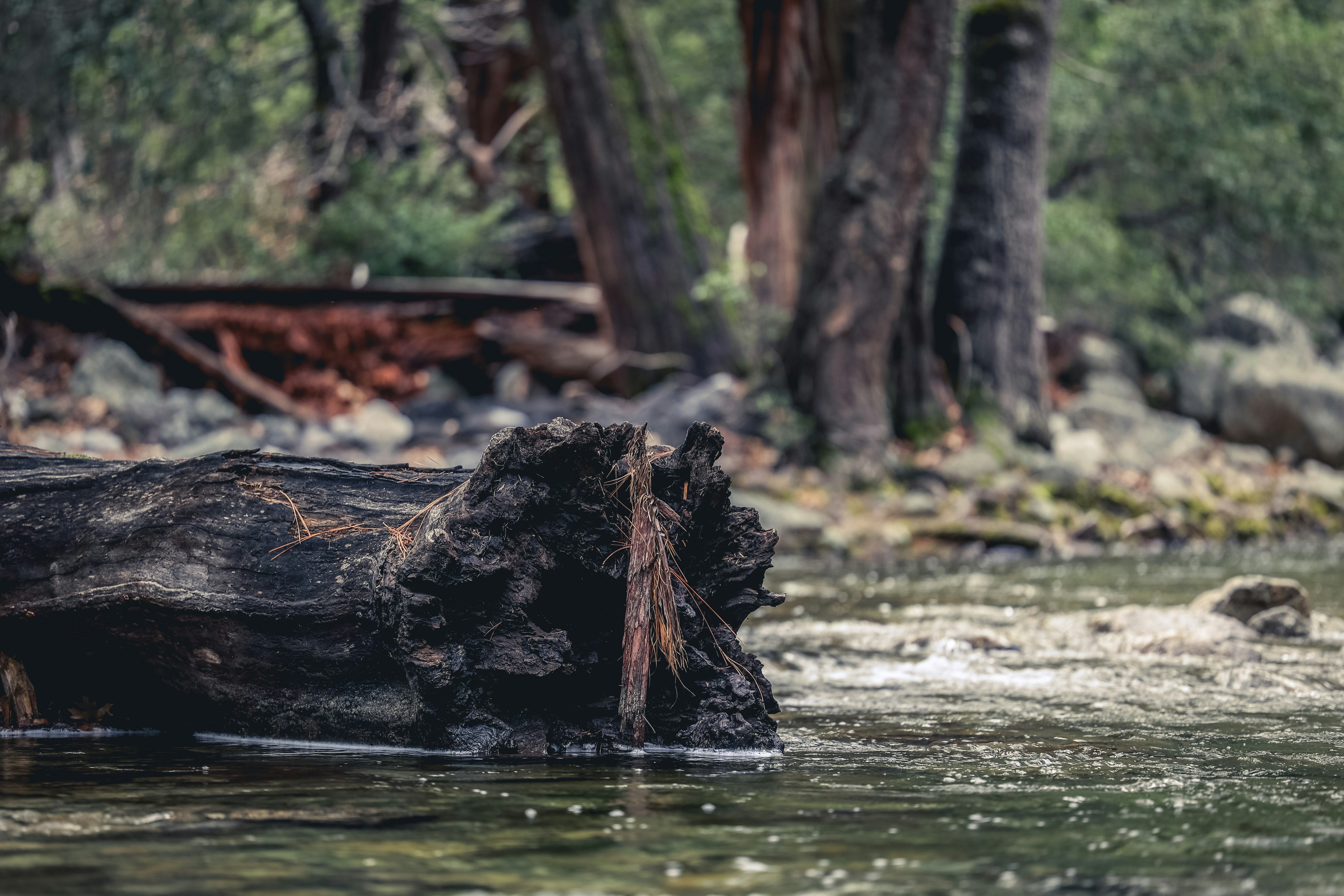 Photo by gibblesmash asdf with Canon EOS R6