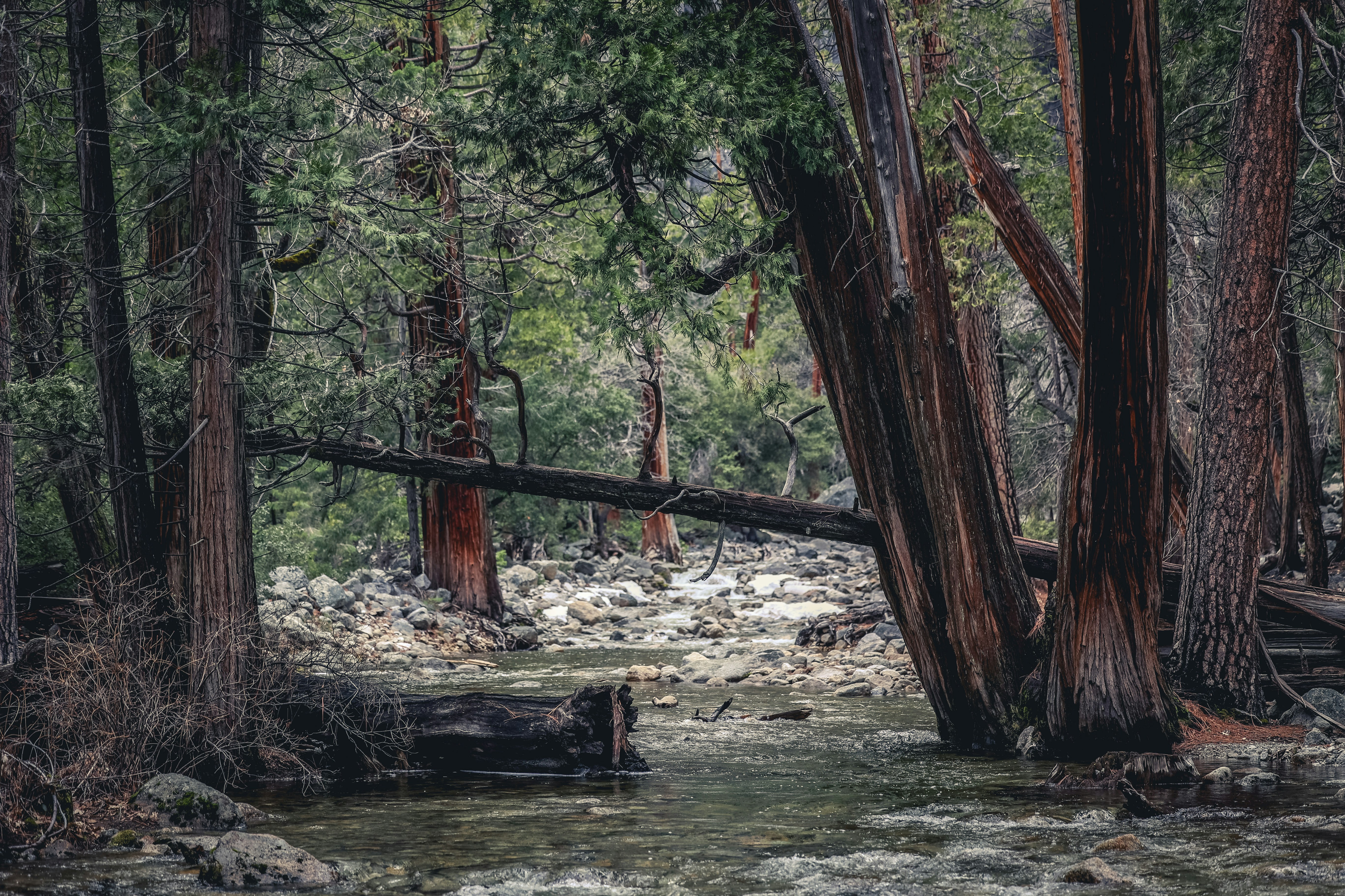 Moss-draped Gorge: A Quiet River Wends Through Ancient Pines