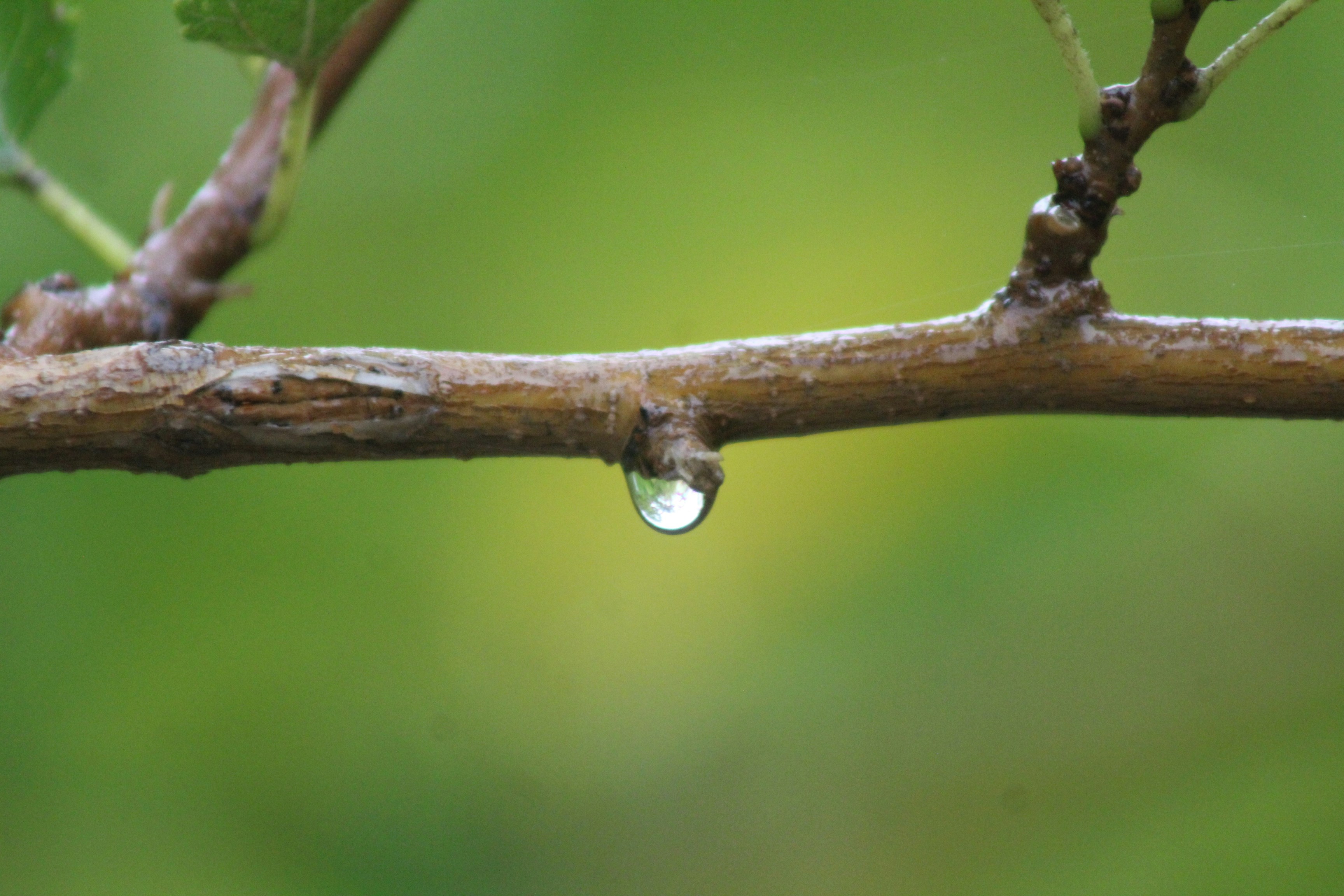 A Droplet’s View: One Twig, One Drop, Infinite Green