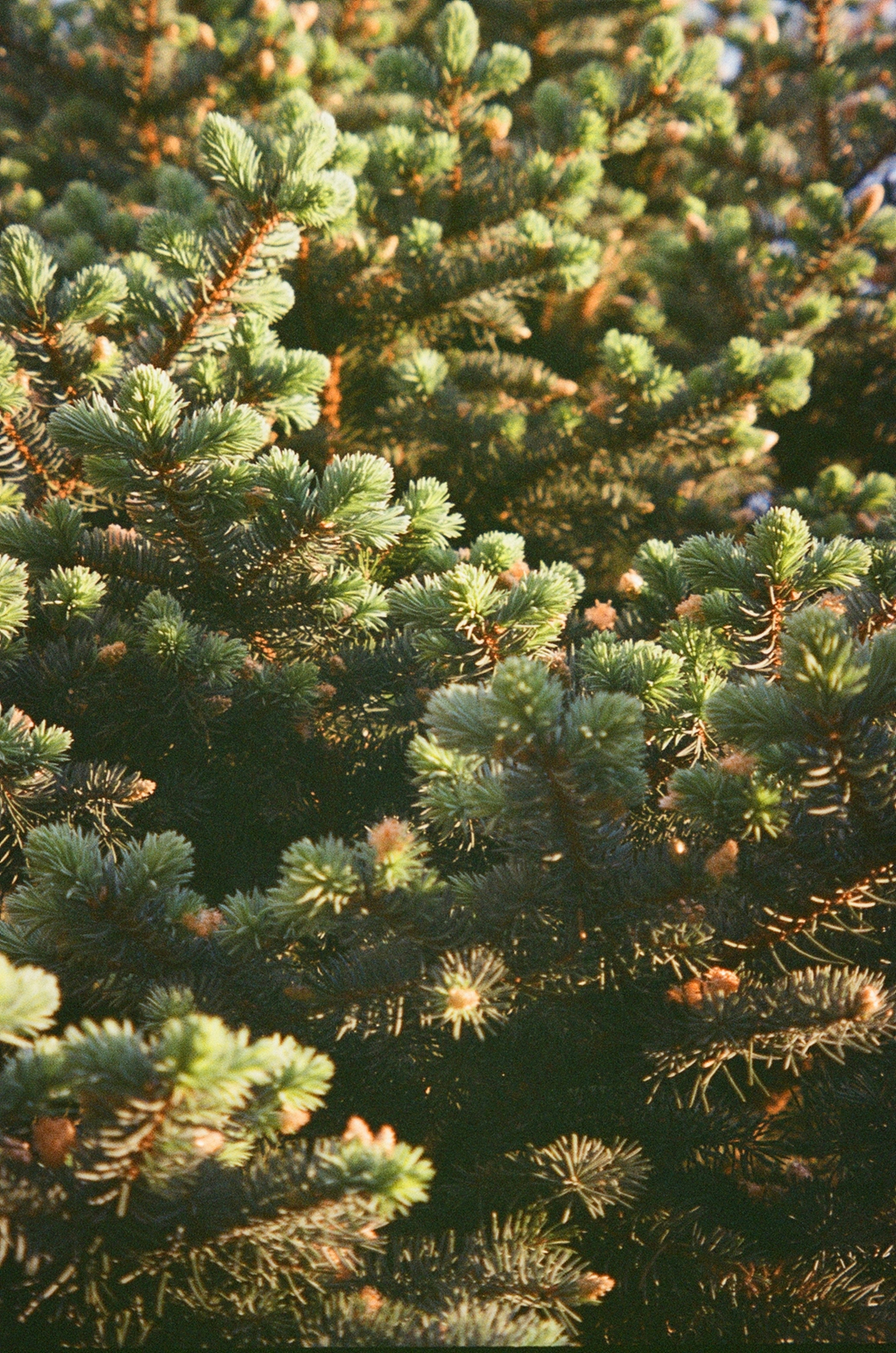 Close-up of sunlit evergreen pine needles forming a dense, textured tapestry; emphasizes natural pattern and warm light.