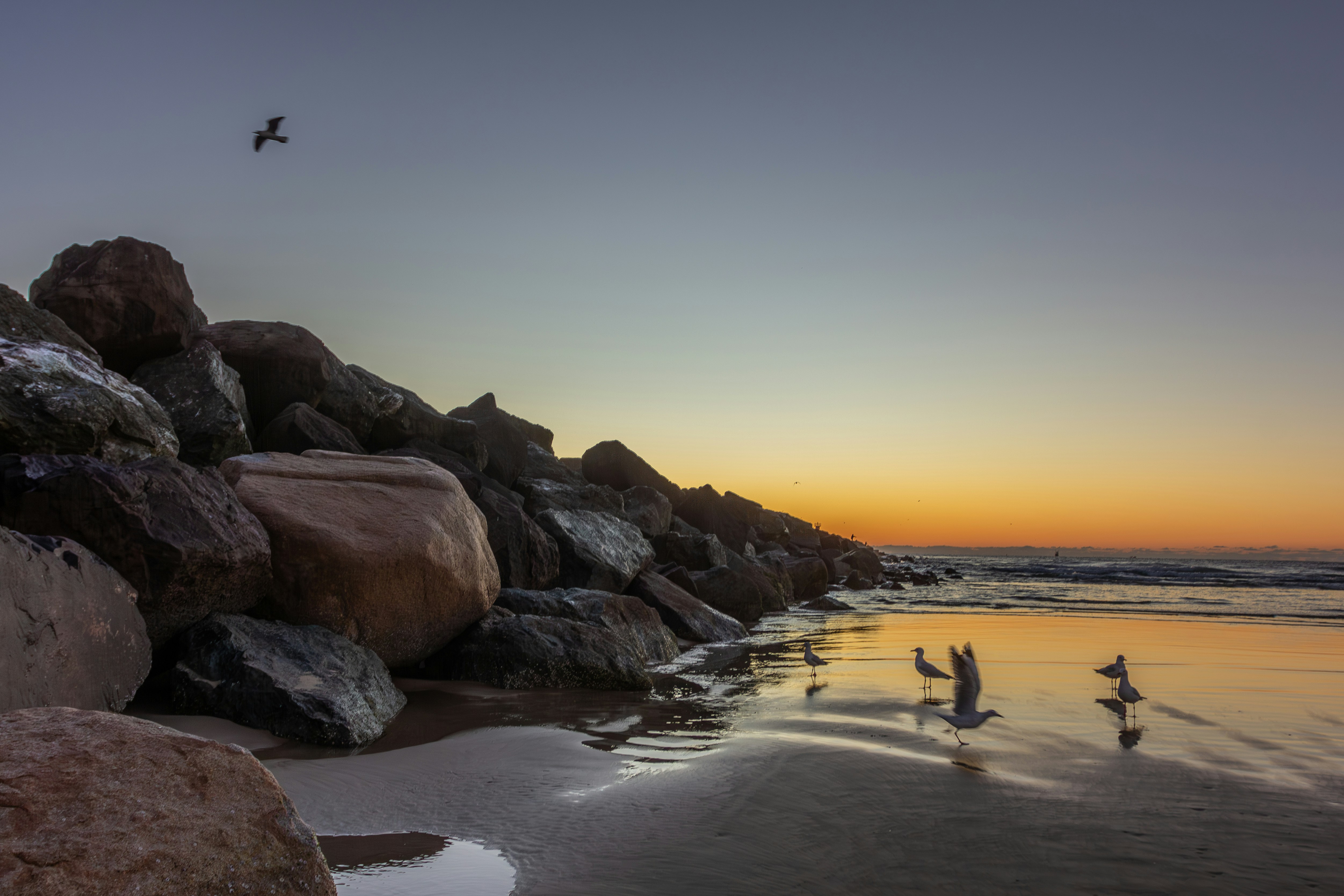 Dusk Over Tidal Rocks and Resting Seabirds