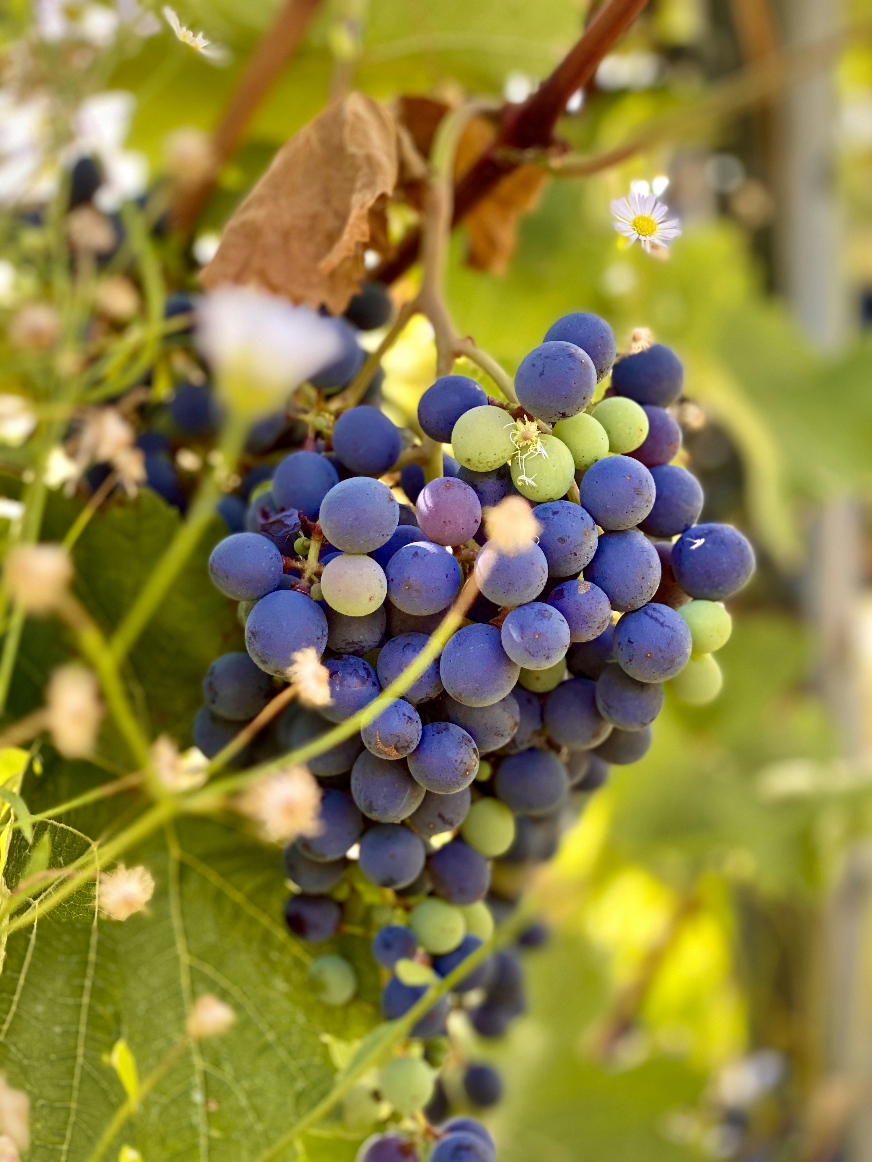 Purple and green grapes hanging from a vine with blurred green foliage in the background.