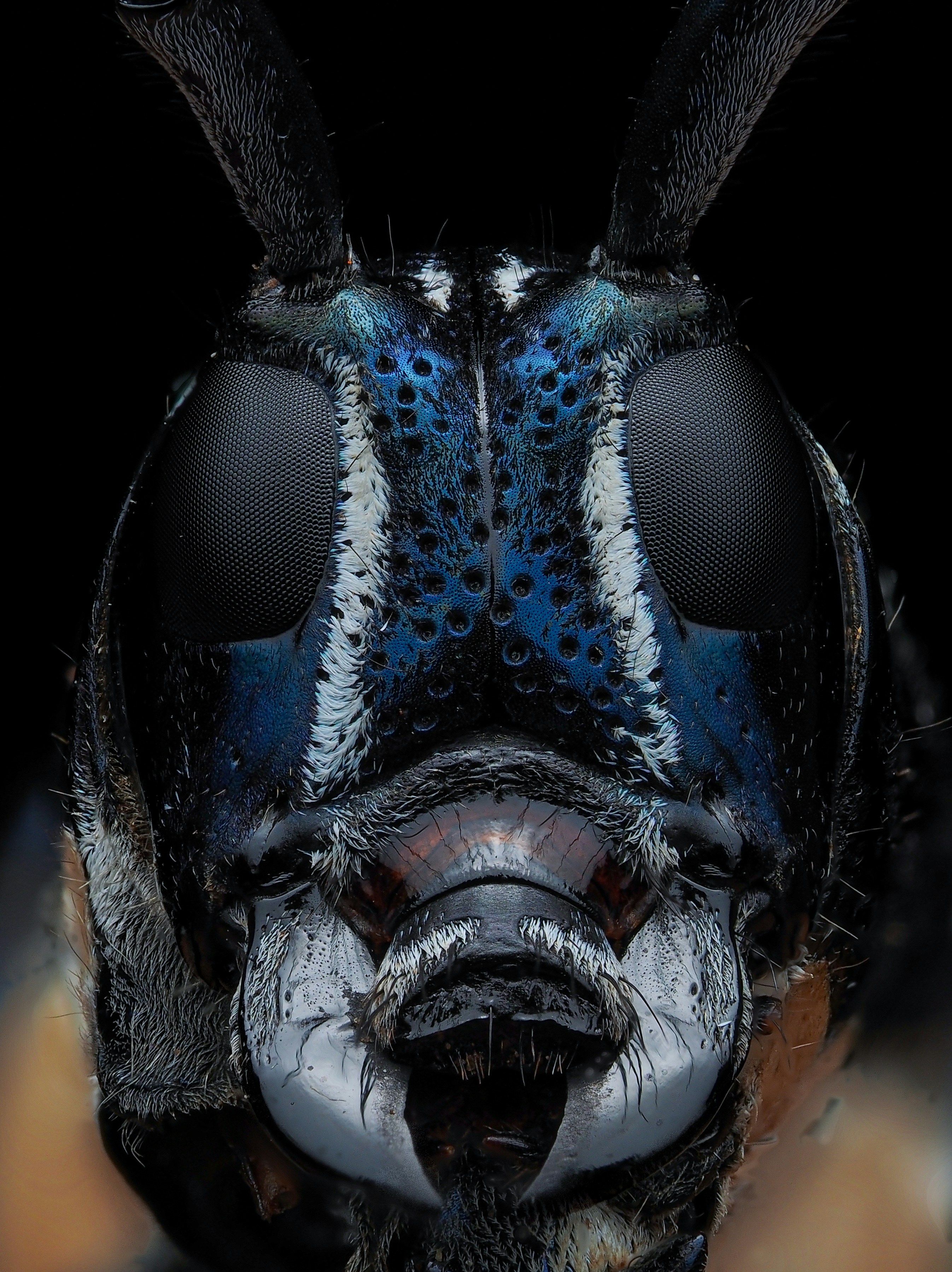Blue-Glinted Carapace: Macro Portrait of a Wasp's Intense Gaze