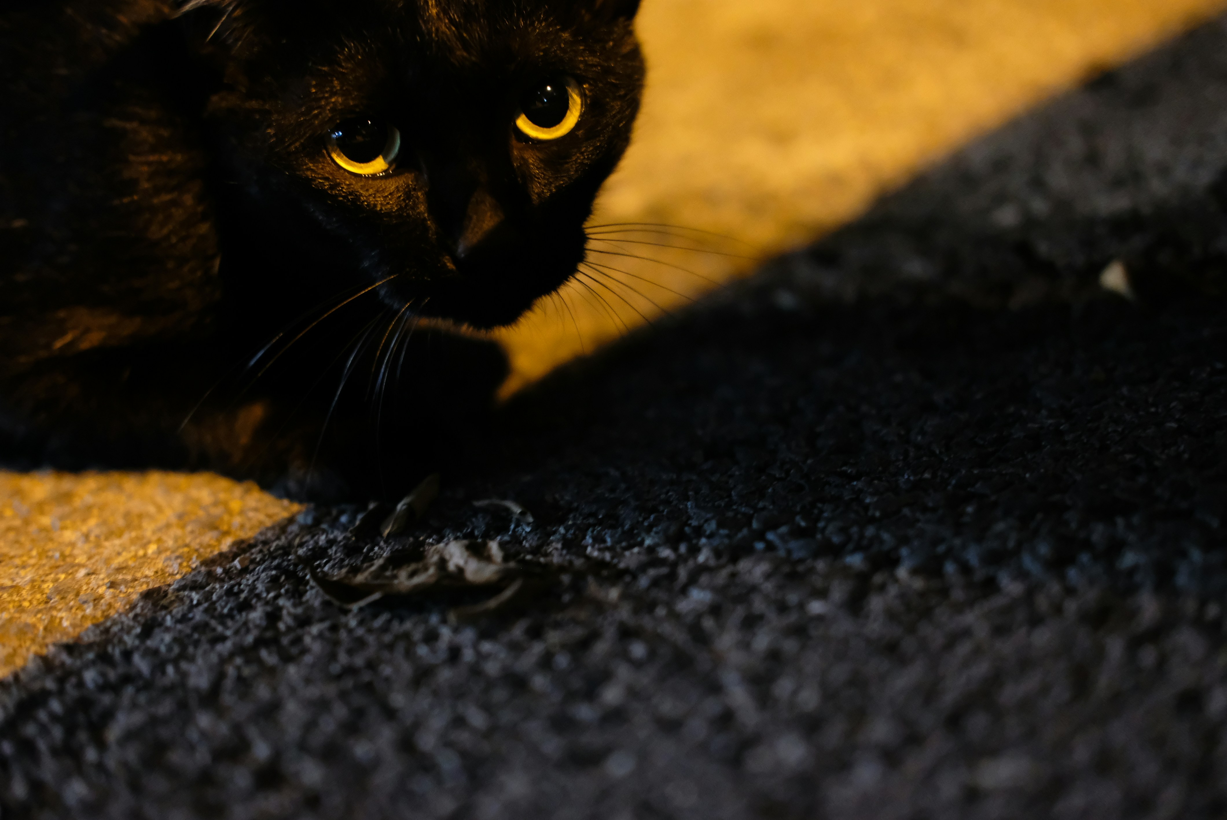 Amber Gaze Beneath a Velvet Shadow