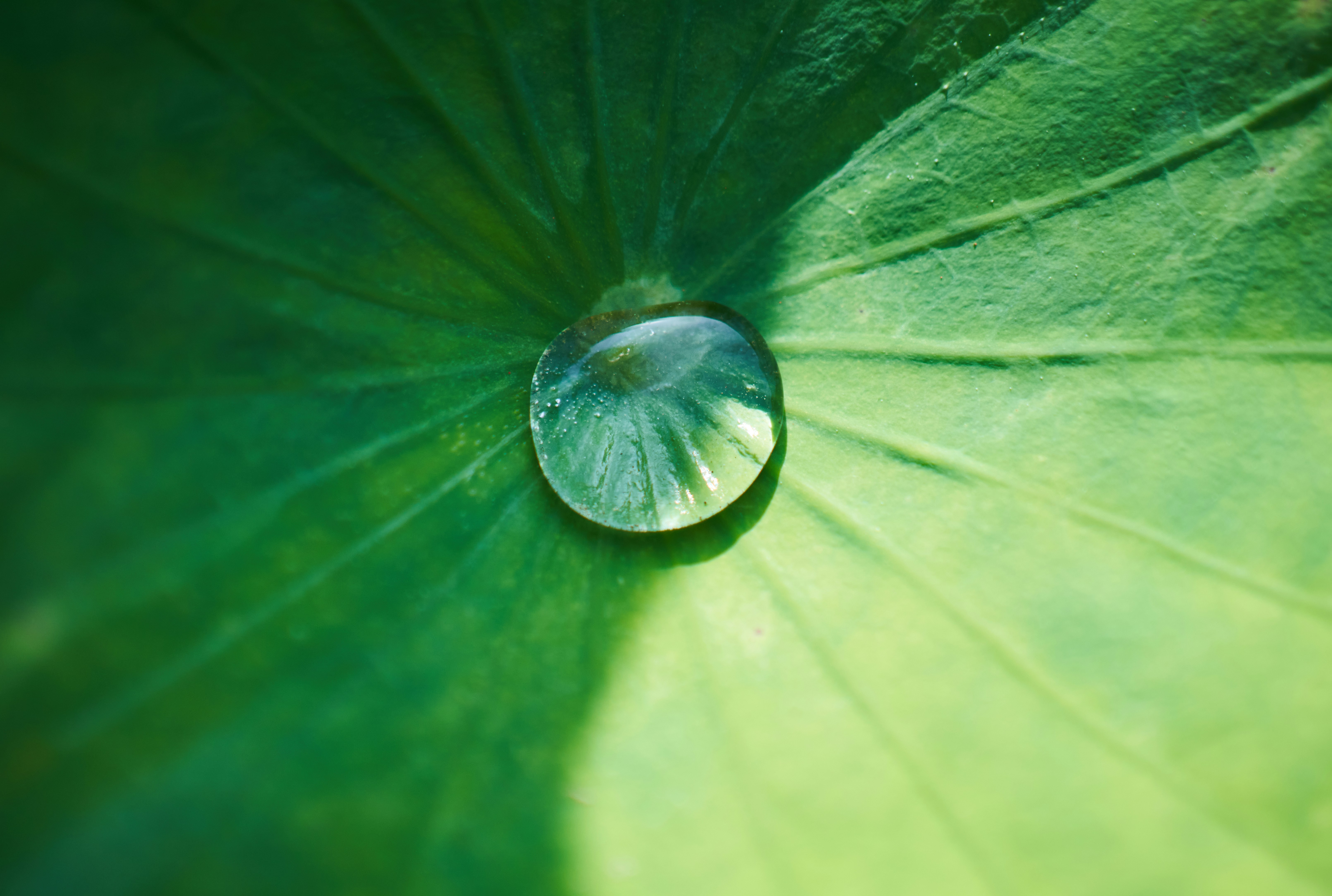 A green leaf with a drop of water on it photo – Free Green Image on ...