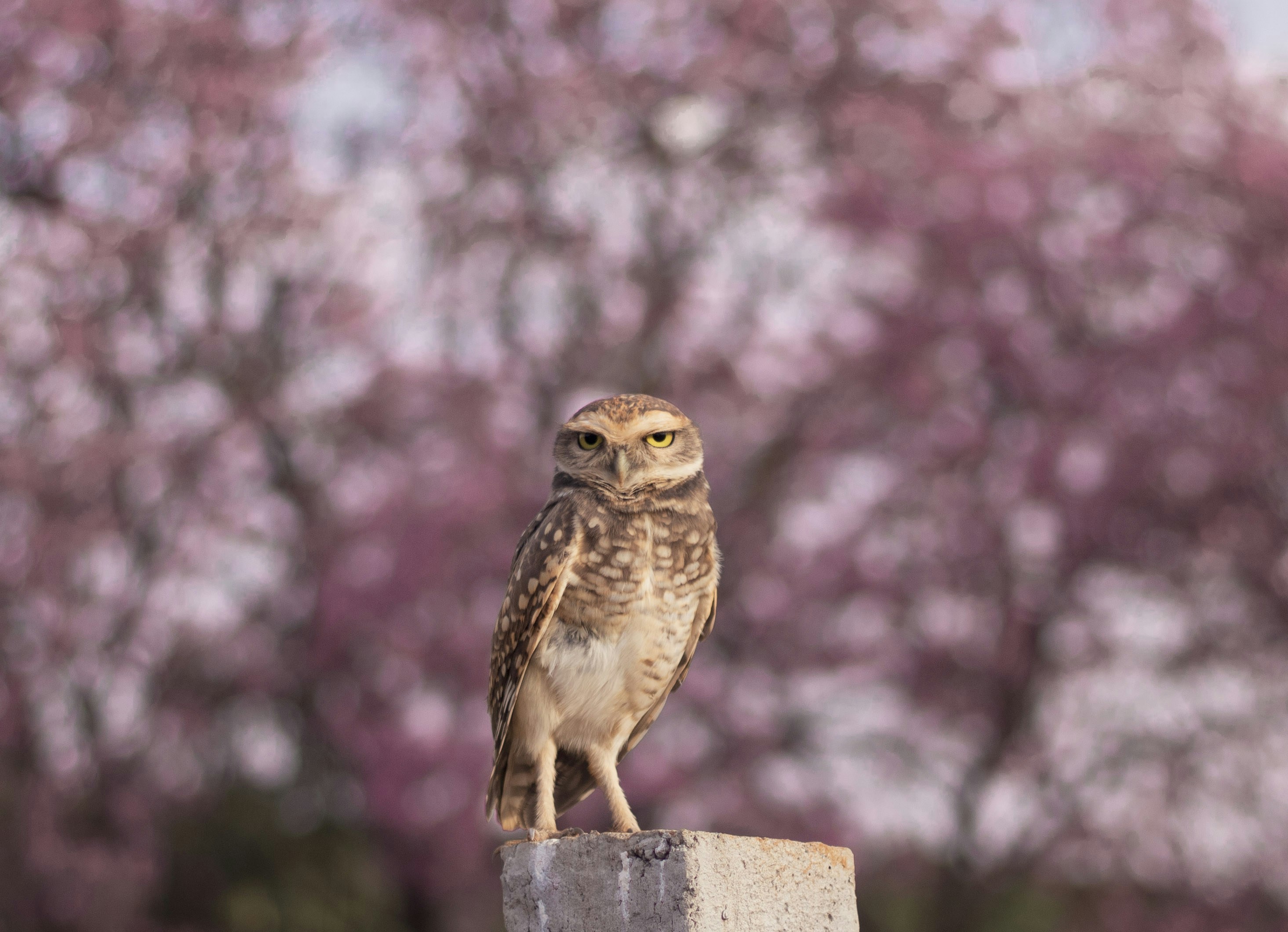 Guardian of the Blossoms