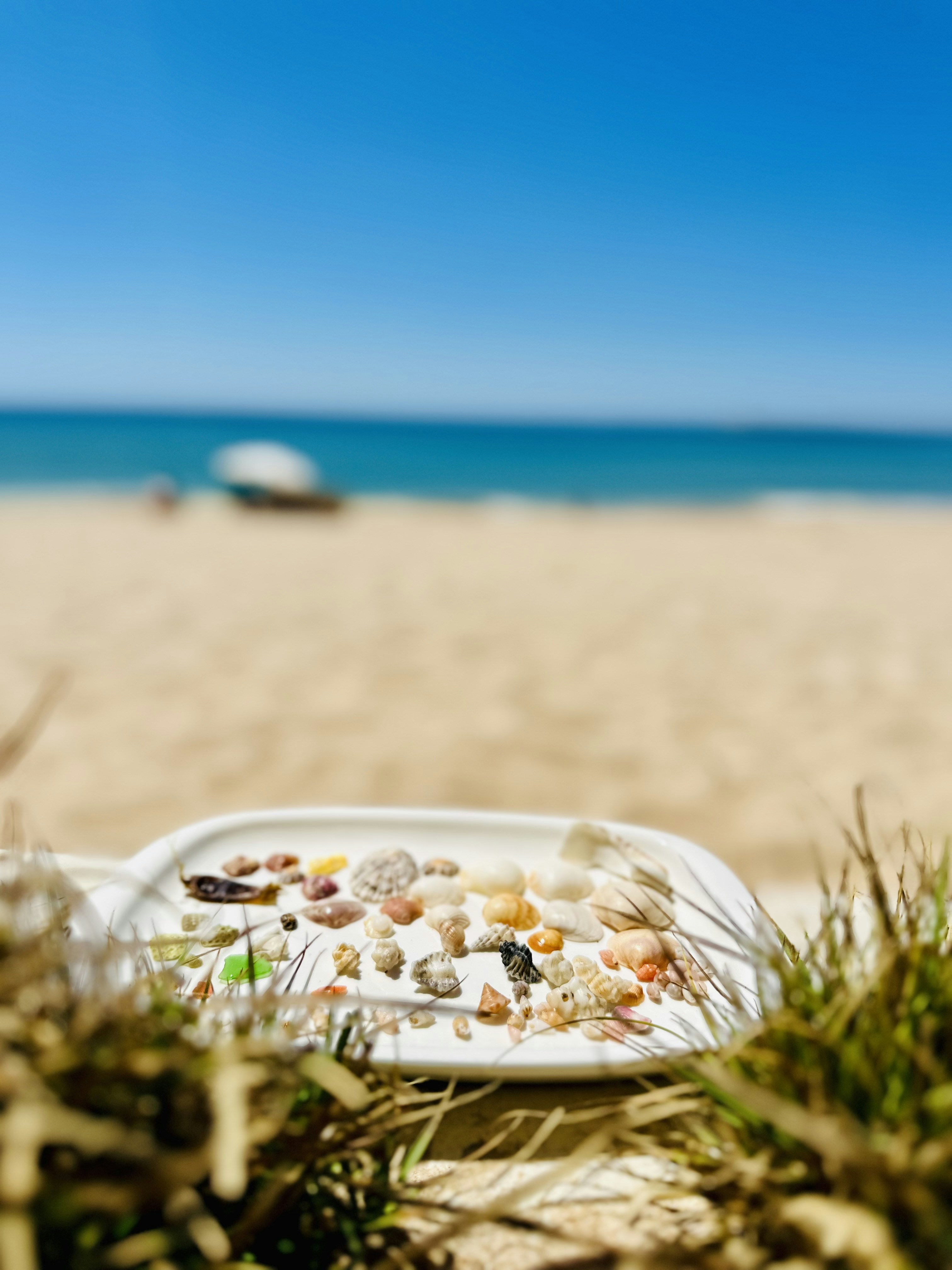 Shells on a Sunlit Shore: Tiny Treasures Arranged on Beach Plate
