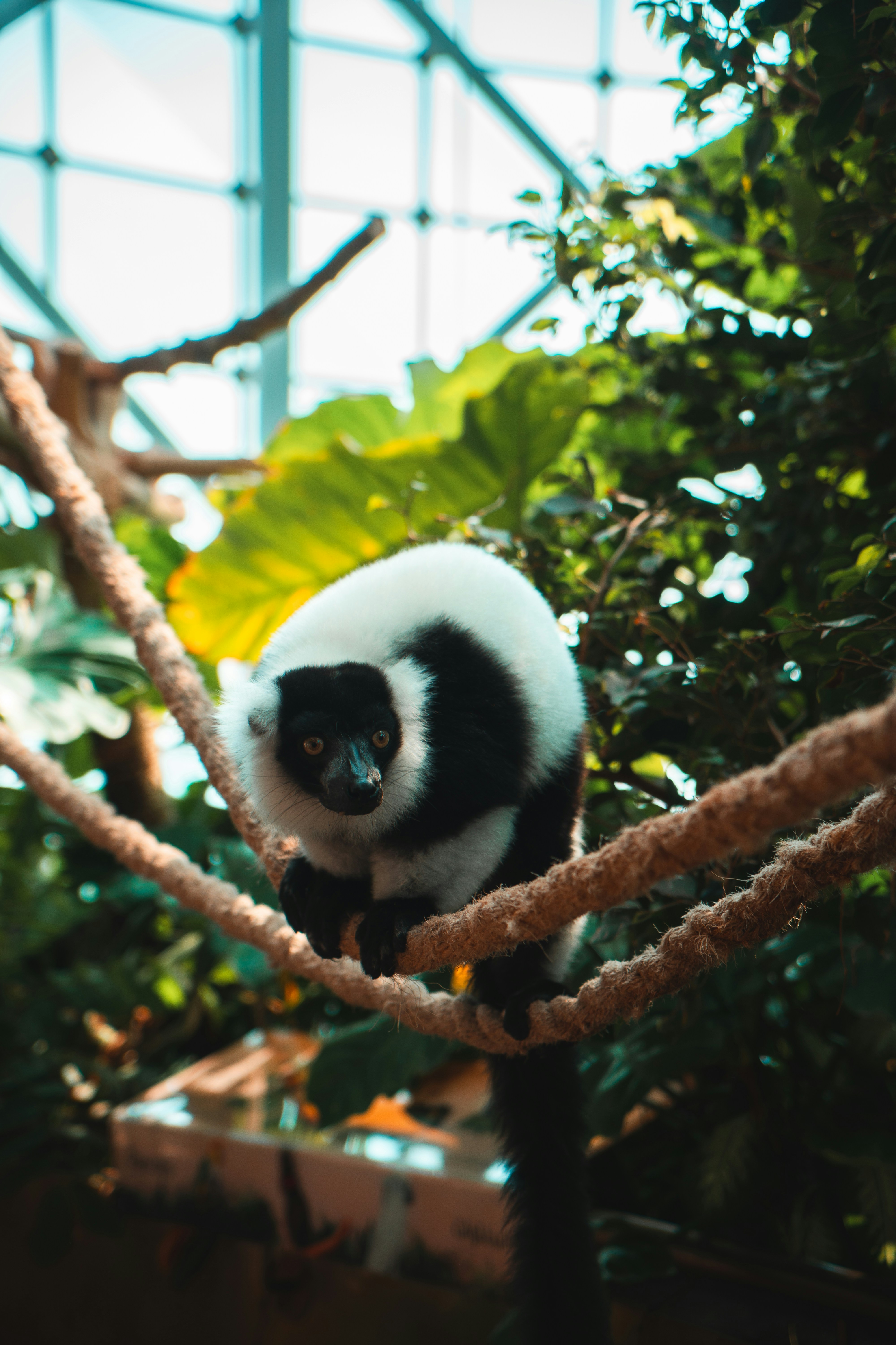 Colobus in the Conservatory: A Quiet Moment on the Rope