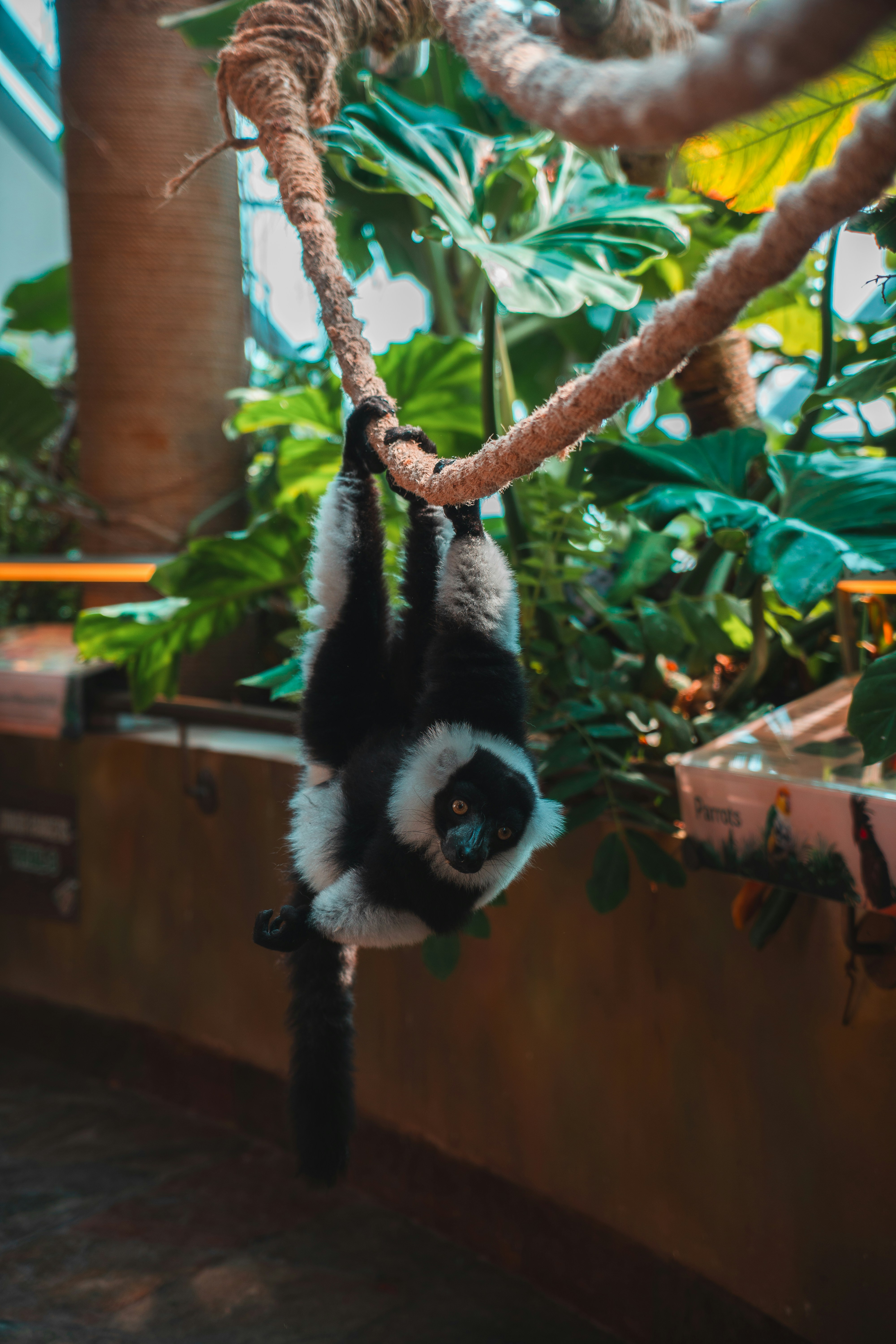 A black and white animal hanging from a rope photo – Free Panda Image ...
