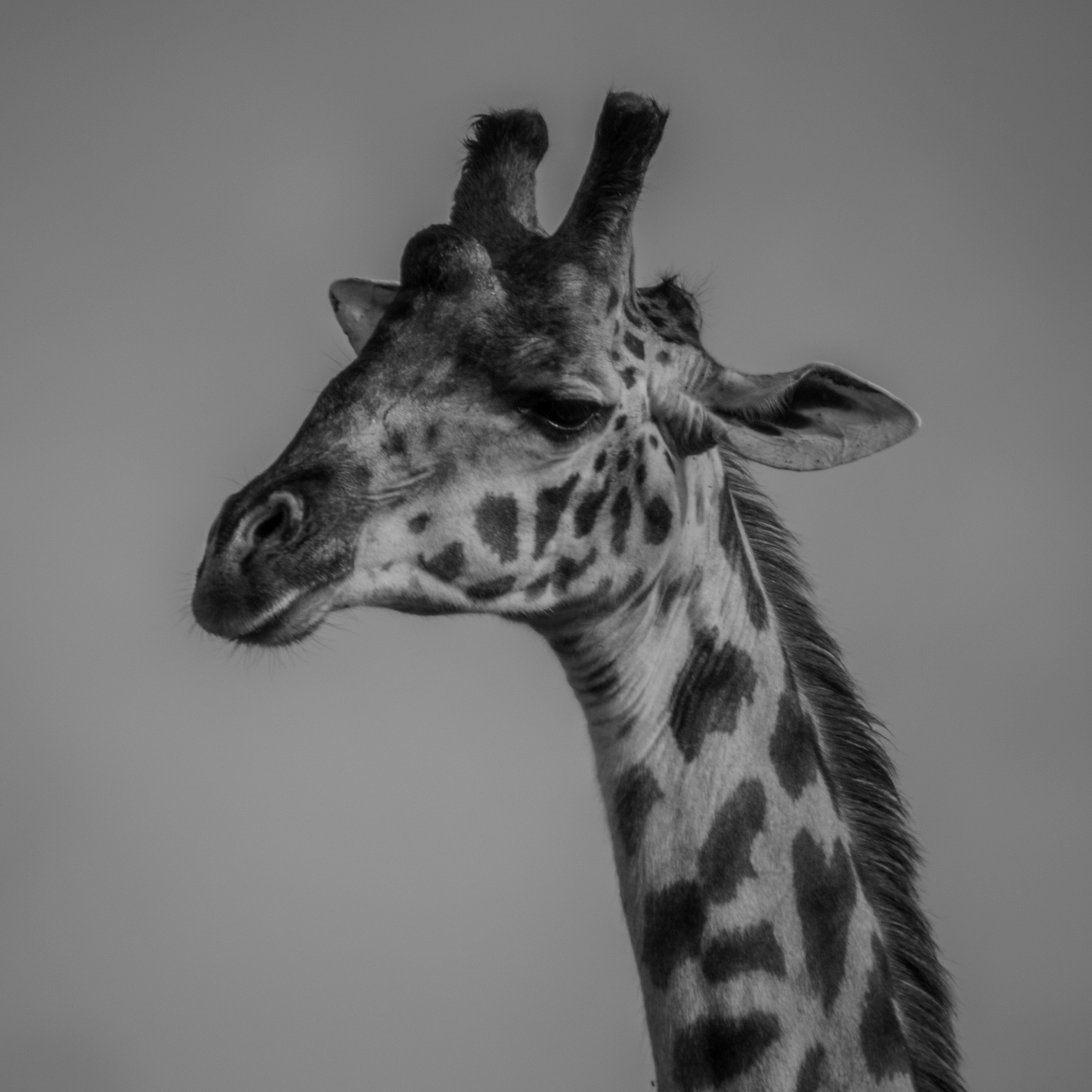 A black and white photo of a giraffe photo – Free Animal Image on Unsplash