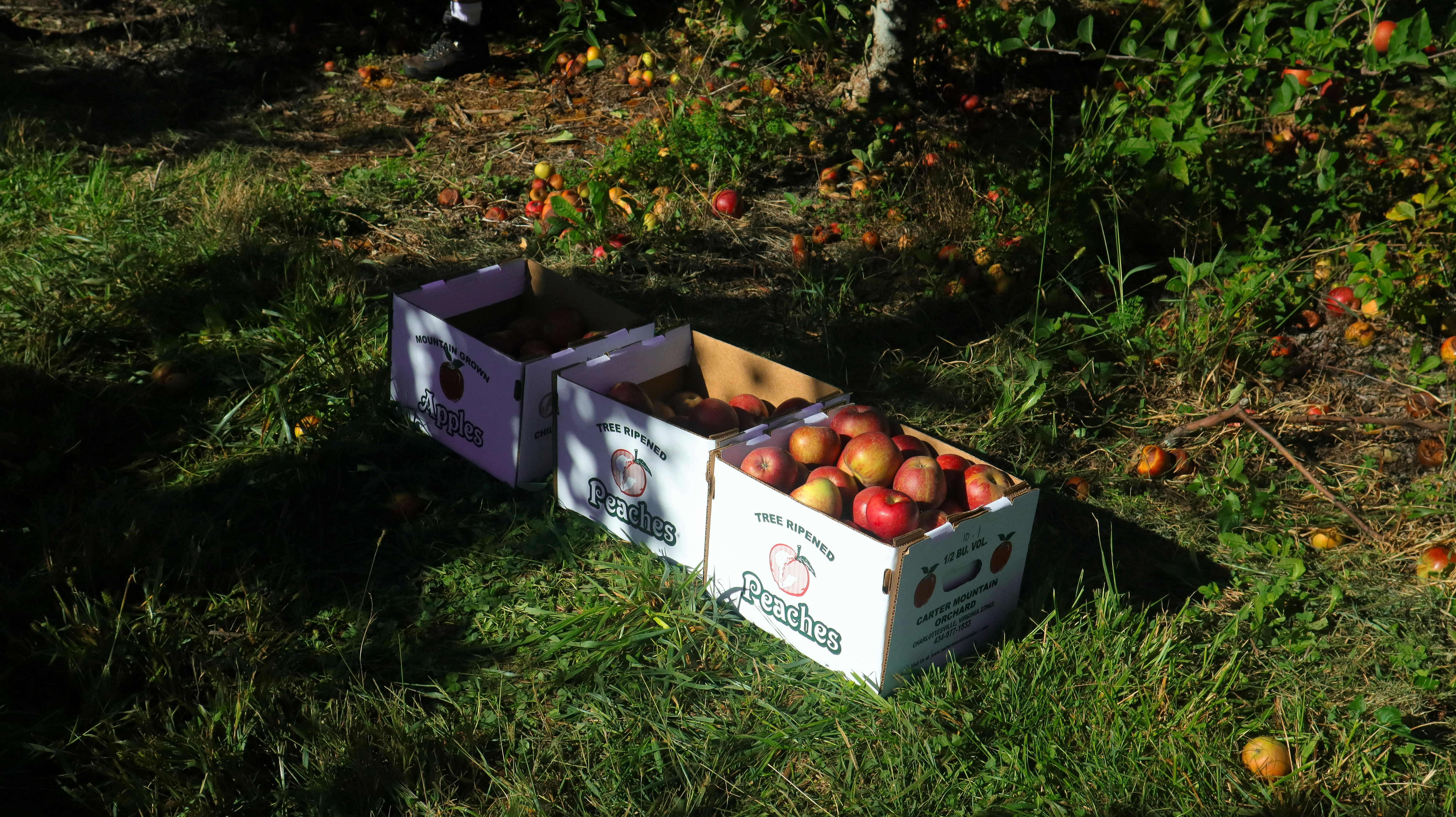 Sunlit Crates of Crimson Apples in a Quiet Orchard