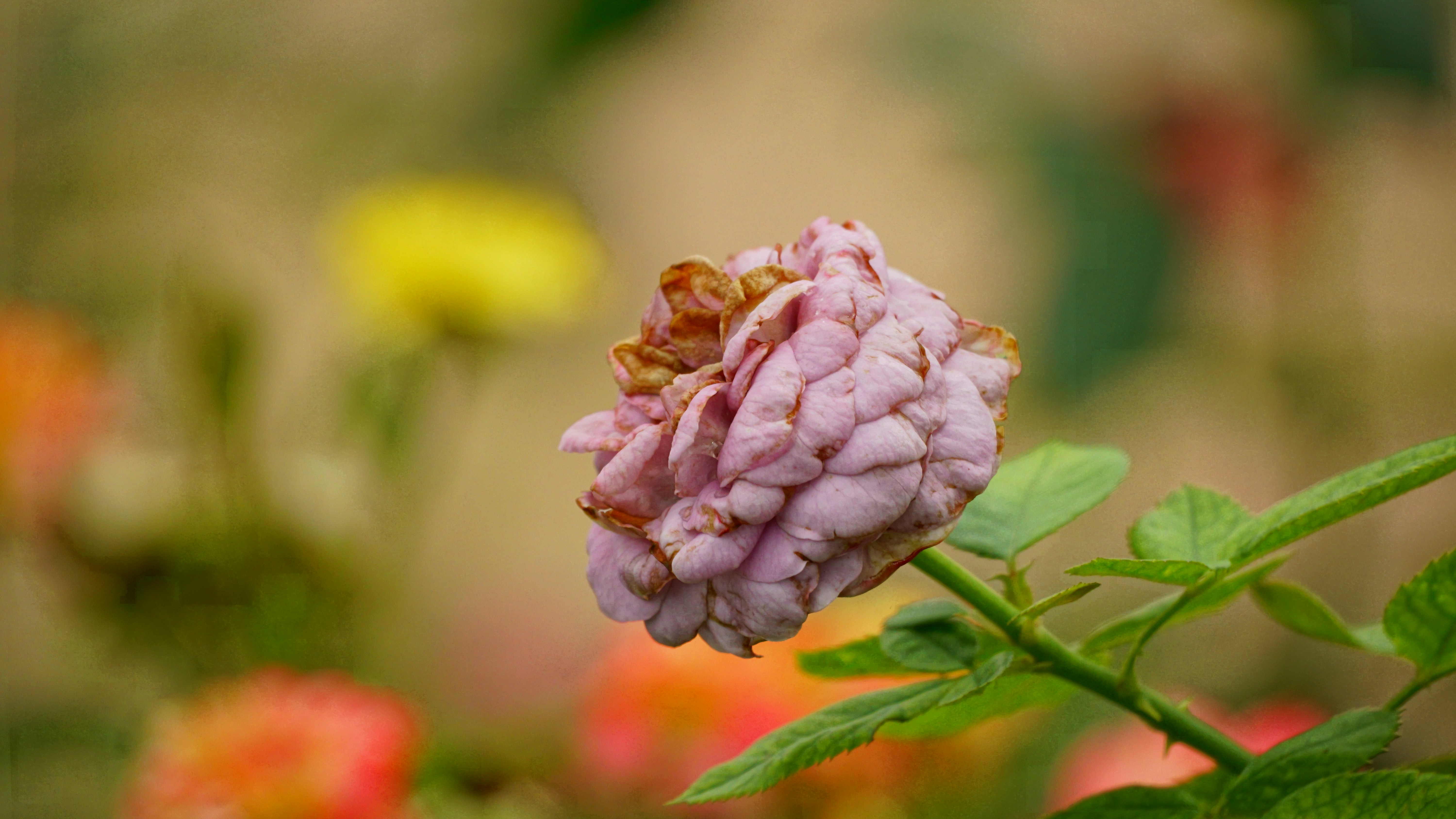 Petal Geometry: A Pink Bloom in Velvet Garden